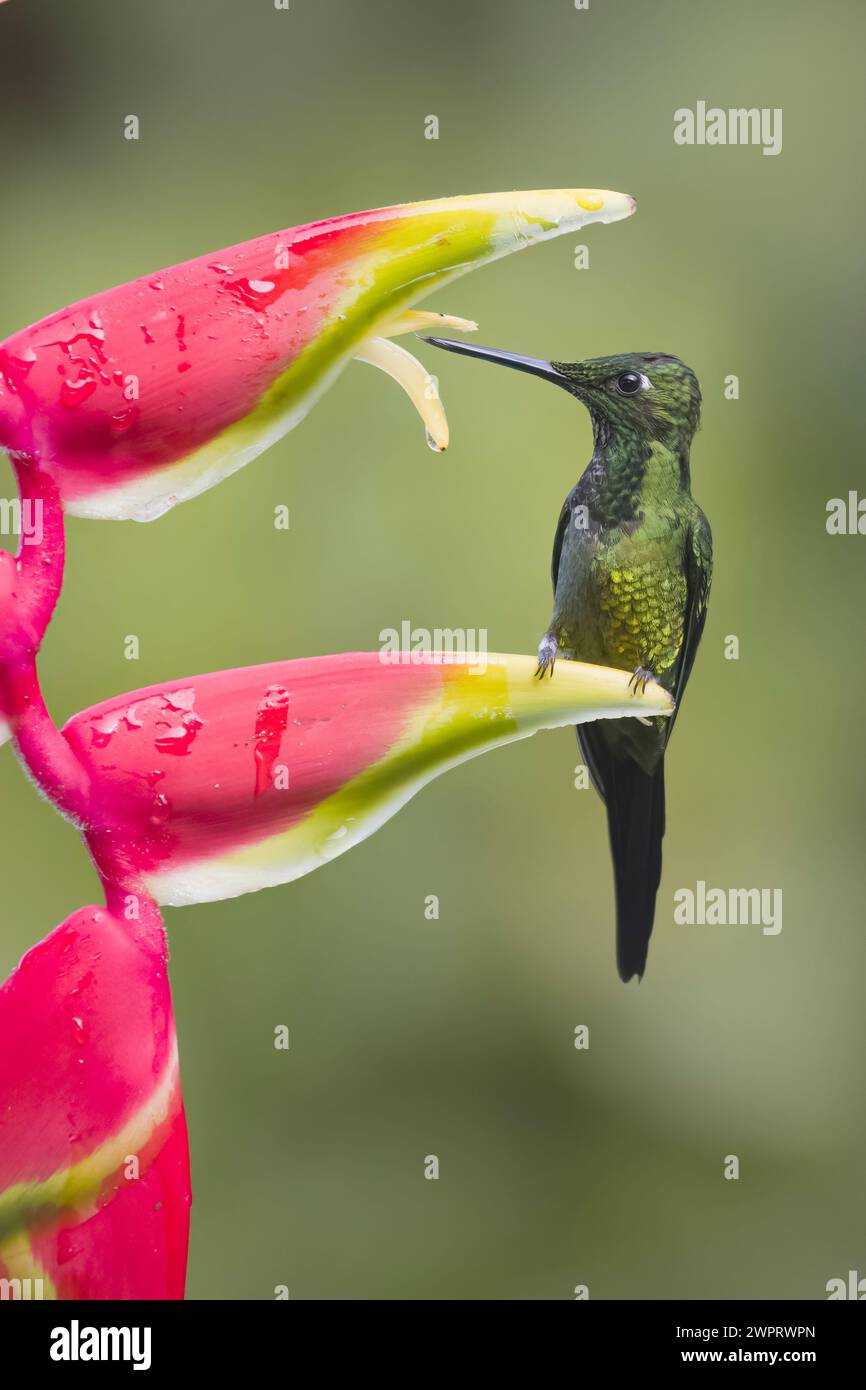 Hummingbird male perched hi-res stock photography and images - Alamy
