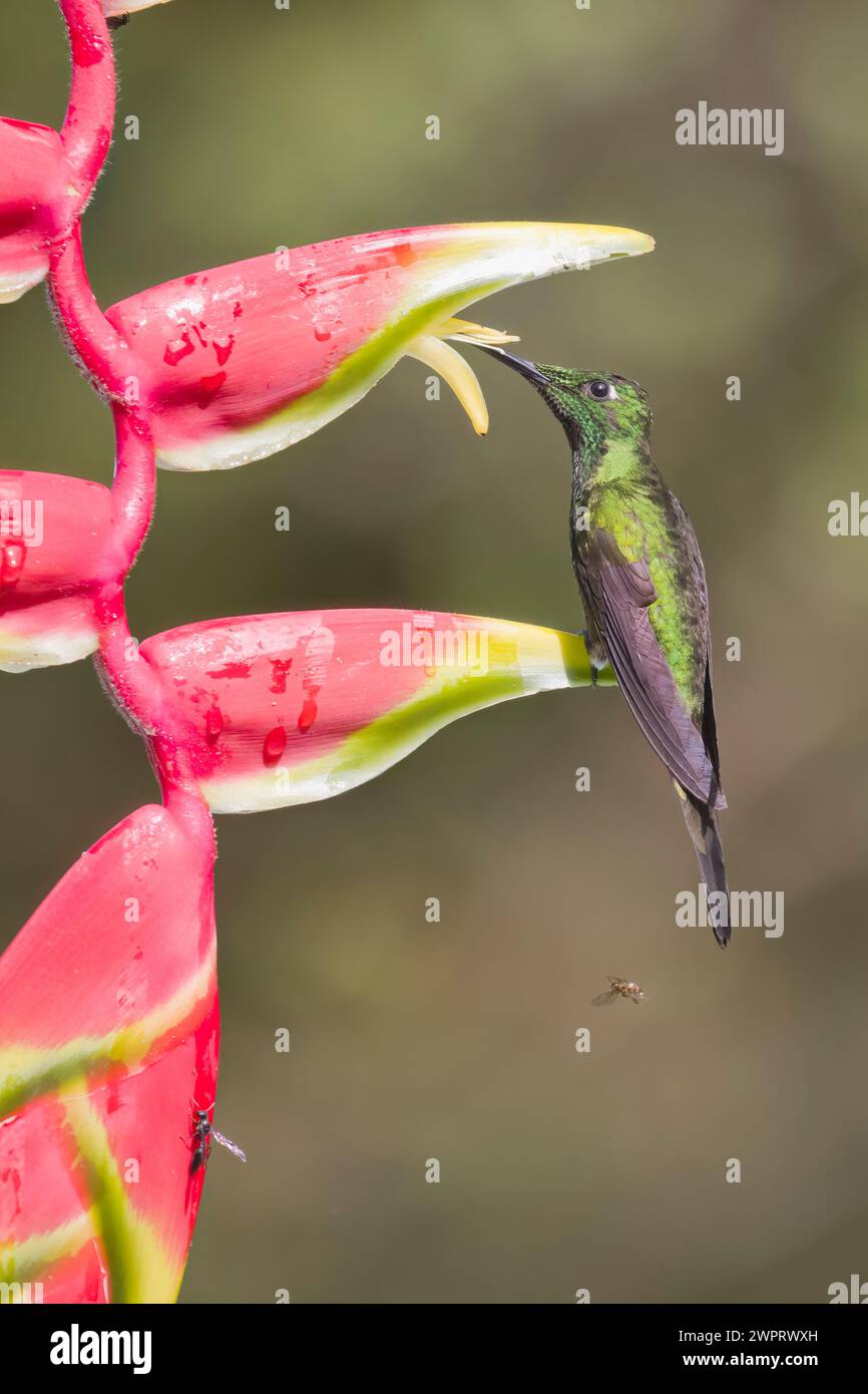 Hummingbird male perched hi-res stock photography and images - Alamy