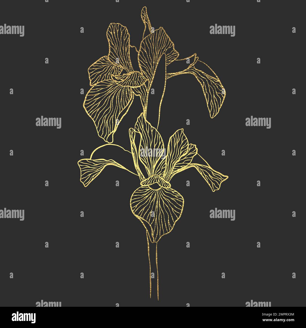 Iris in spring garden Stock Vector Images - Alamy