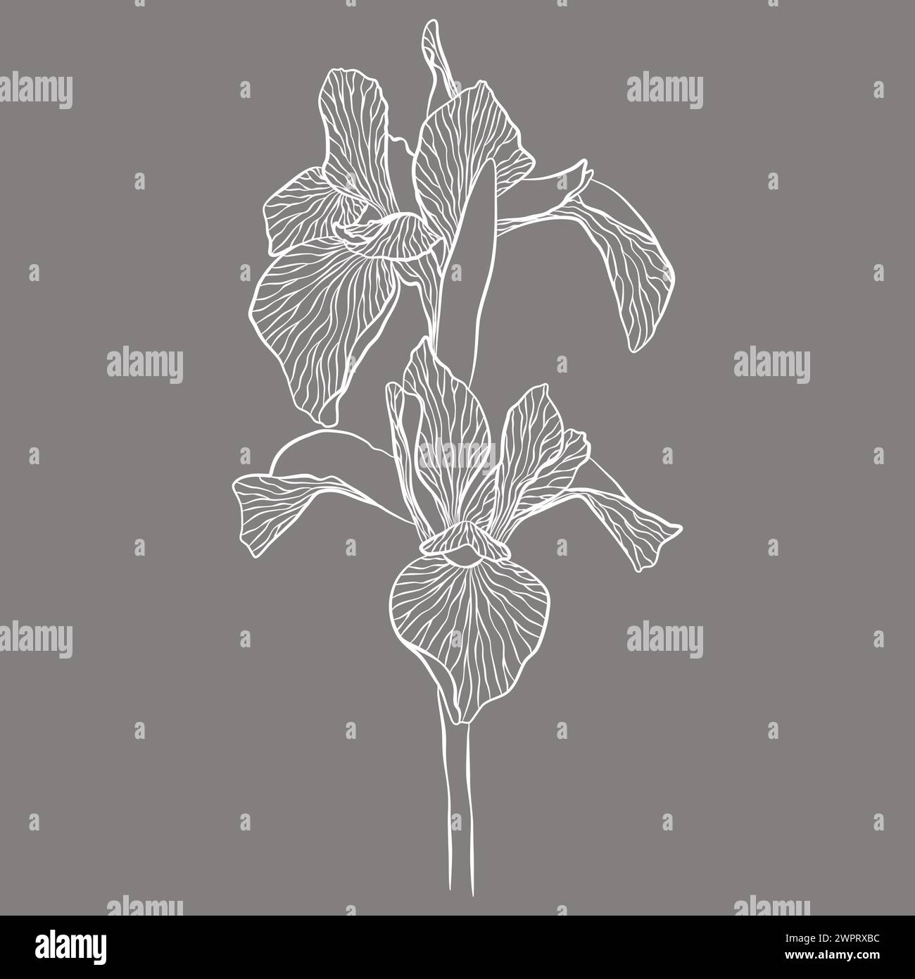 white iris lineart with grey background Stock Vector Image & Art - Alamy