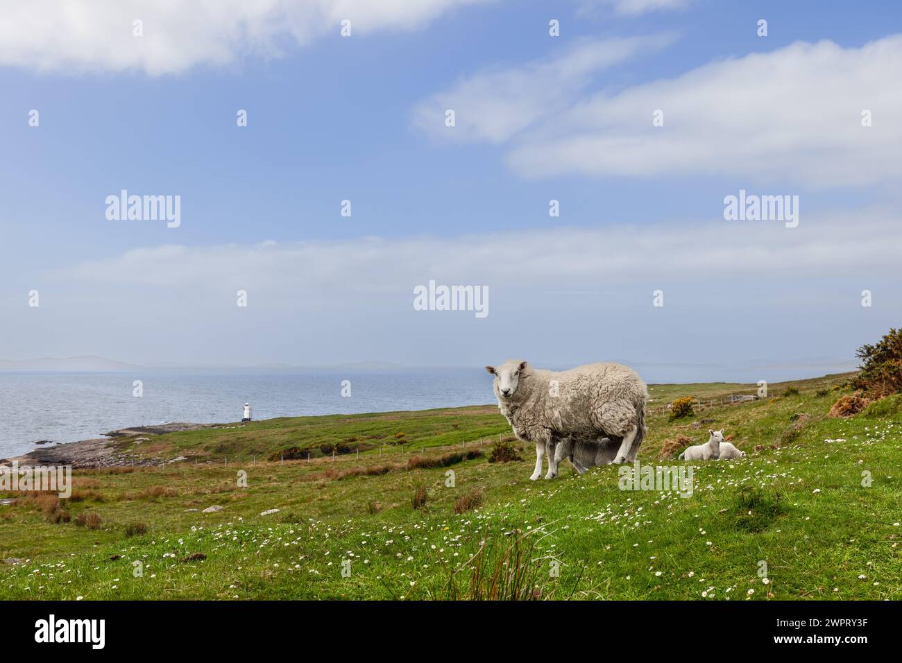 On the picturesque coast of Highland Council, Scotland, a sheep and its ...