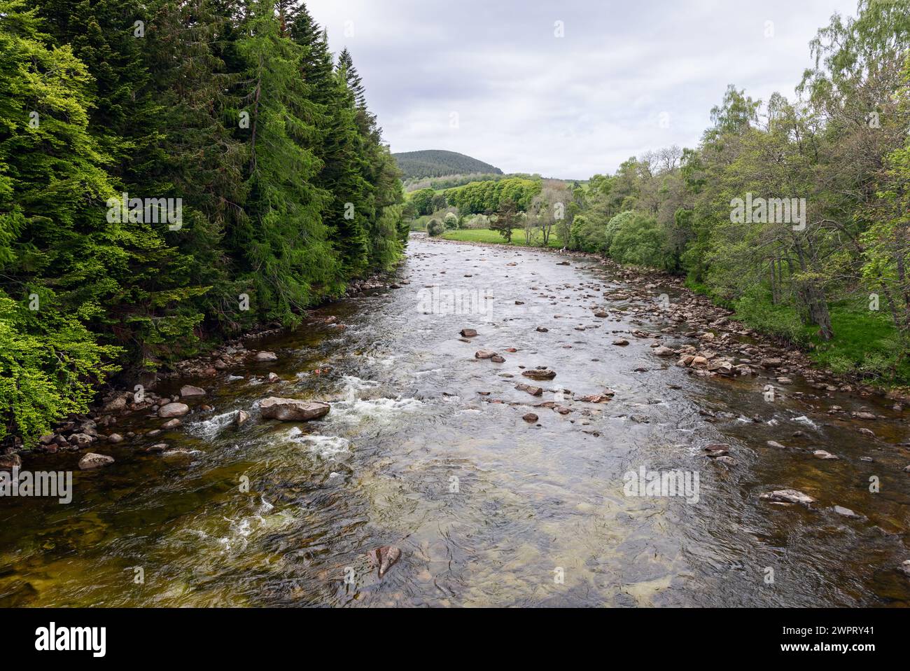 Scottish river, flanked by dense, vibrant green forests, flows gently ...