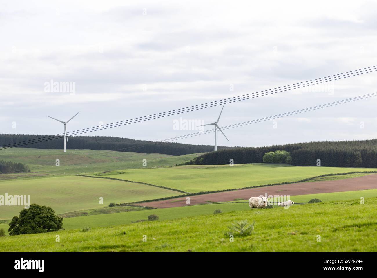 A mother sheep and lamb stand in a Scottish meadow, with wind turbines ...