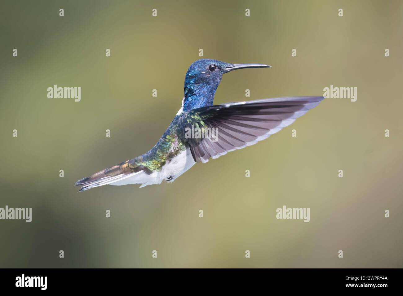 White-necked Jacobin Hummingbird in flight in Colombia South America ...