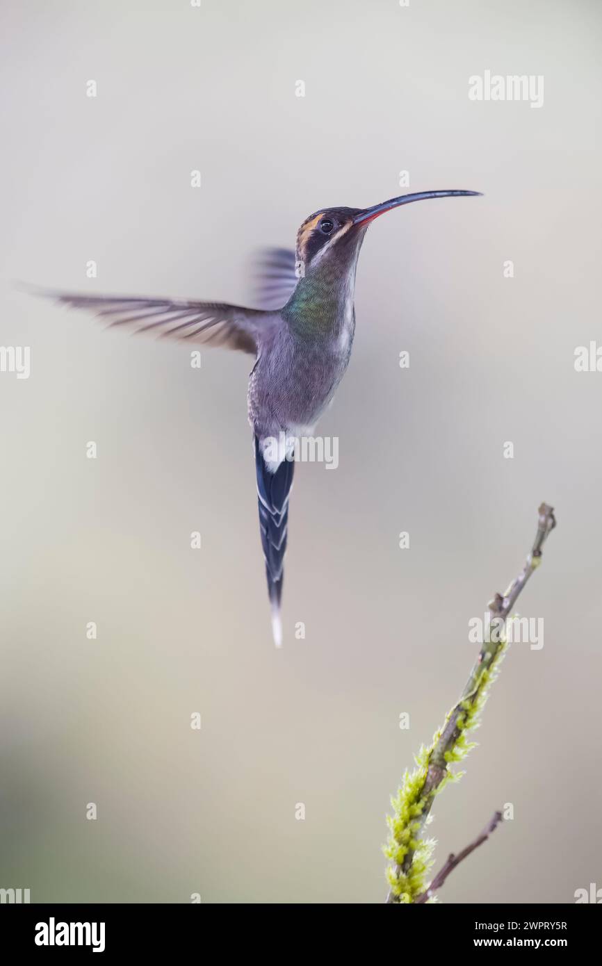 White-whiskered Hermit Hummingbird in flight in Colombia South America ...