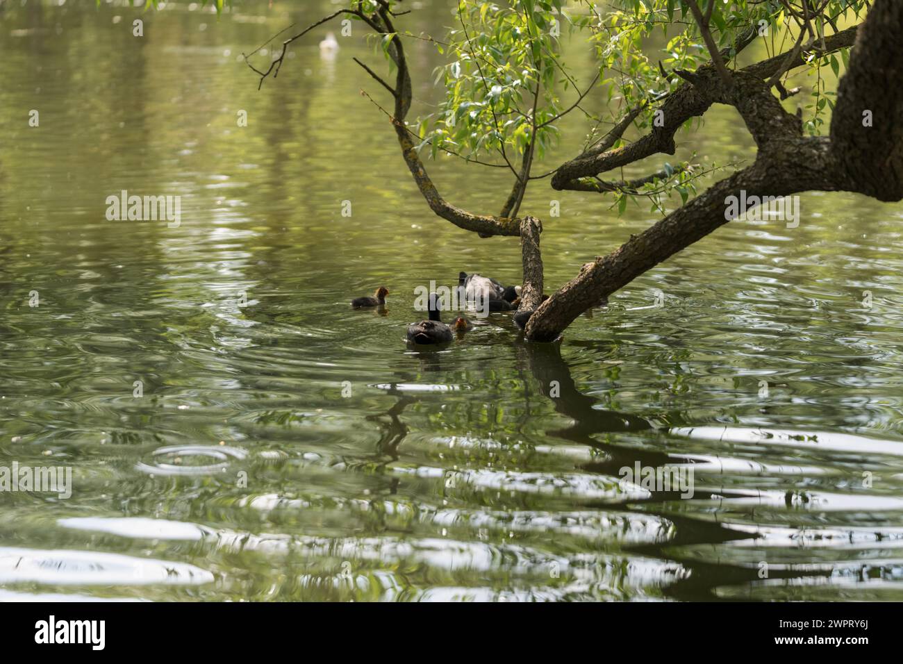 Eurasian coot bird feeding chicks on a tree branch in pond, shallow ...