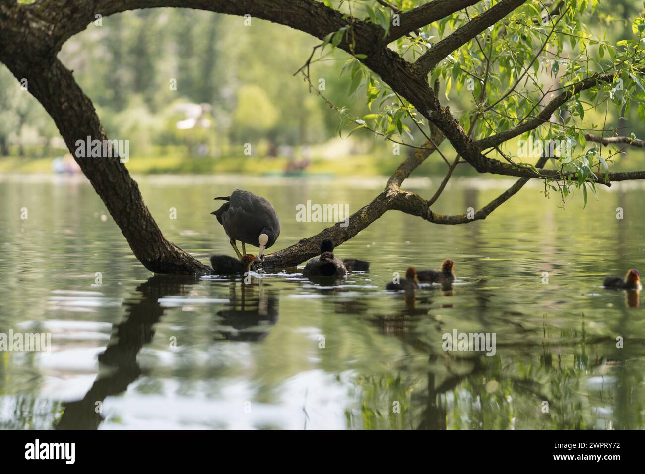 Coot family feeding in pond hi-res stock photography and images - Alamy