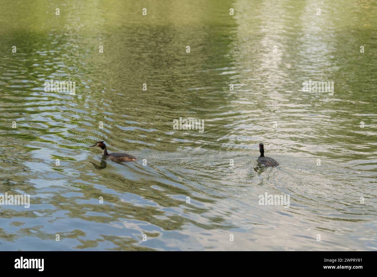 Great chested grebe parents in pond in summer, nature photo Stock Photo ...