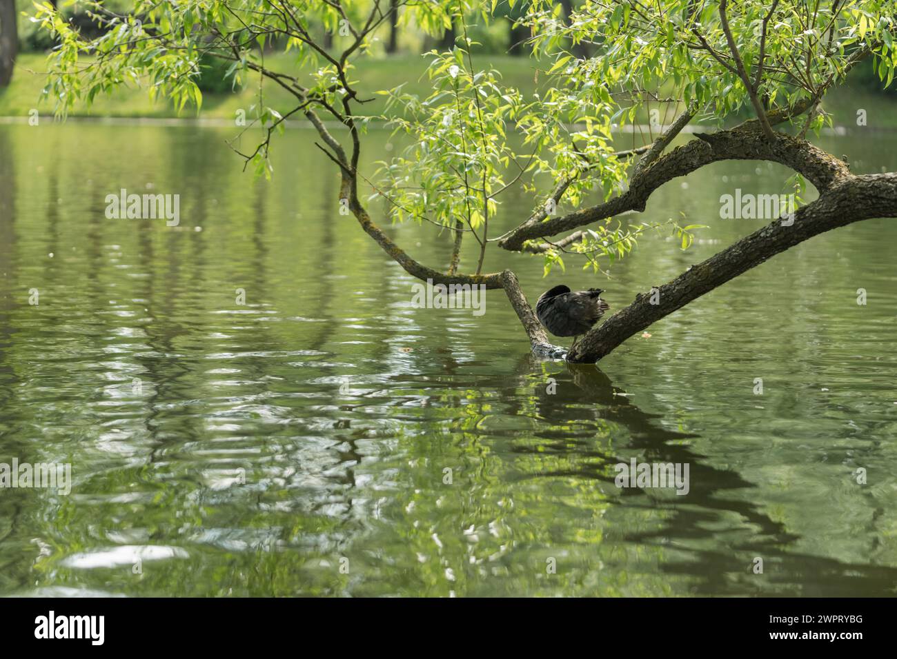 Eurasian coot bird on a tree branch in pond, shallow focus Stock Photo ...