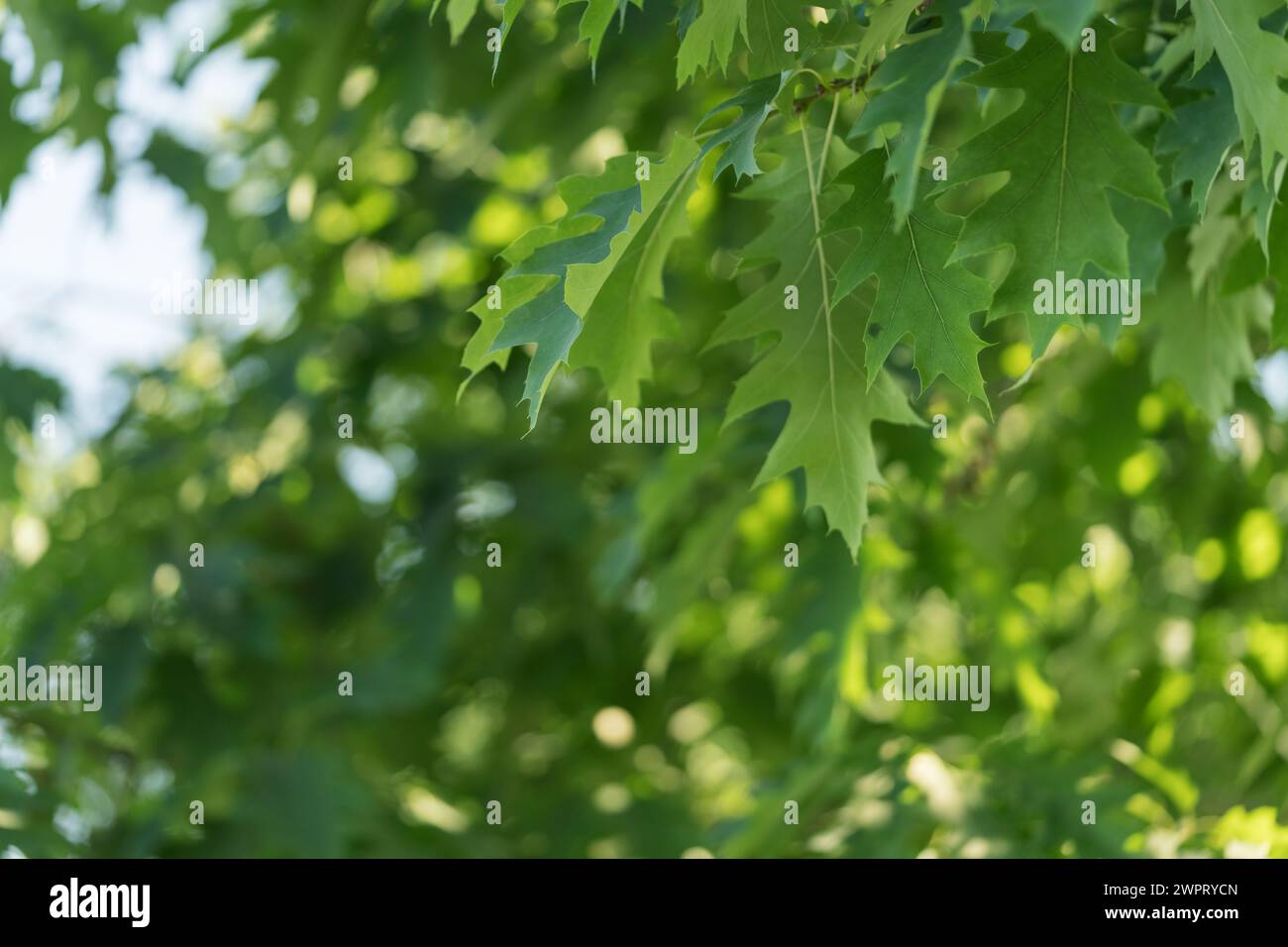 Red oak leaves closeup in summer , shallow focus Stock Photo - Alamy