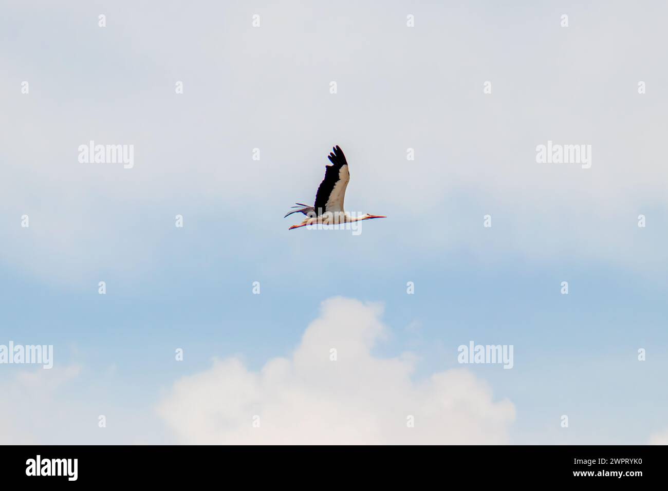 A stork soaring freely in the sky, marking the arrival of spring and ...