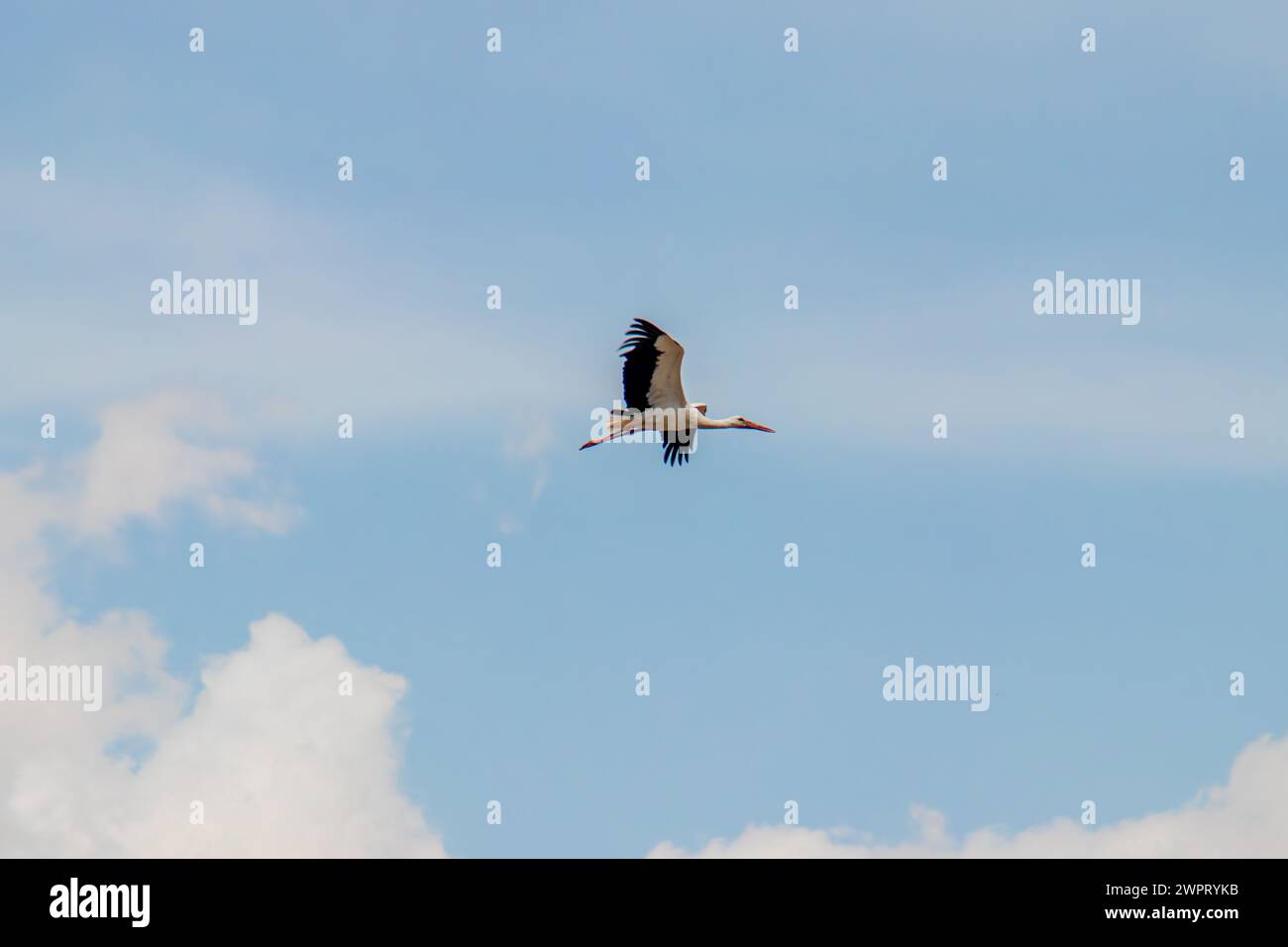 A stork soaring freely in the sky, marking the arrival of spring and ...
