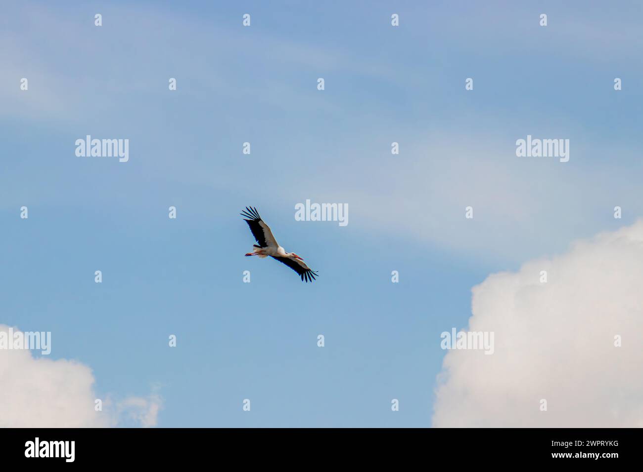 A stork soaring freely in the sky, marking the arrival of spring and ...