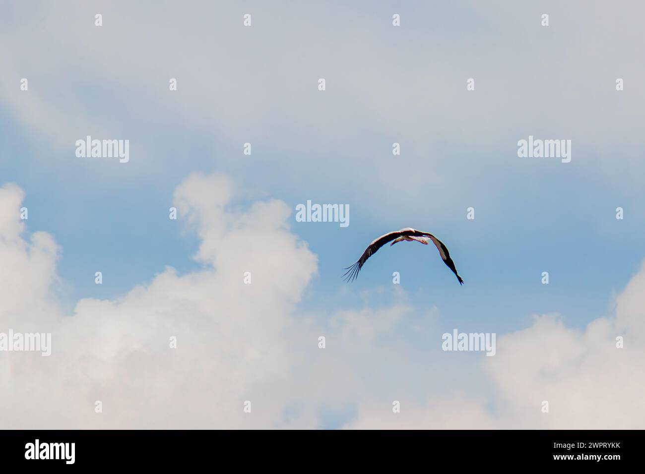 A stork soaring freely in the sky, marking the arrival of spring and ...