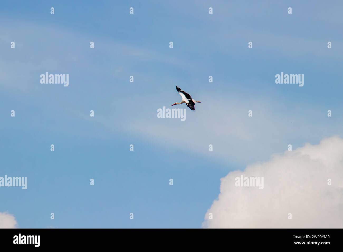 A stork soaring freely in the sky, marking the arrival of spring and ...