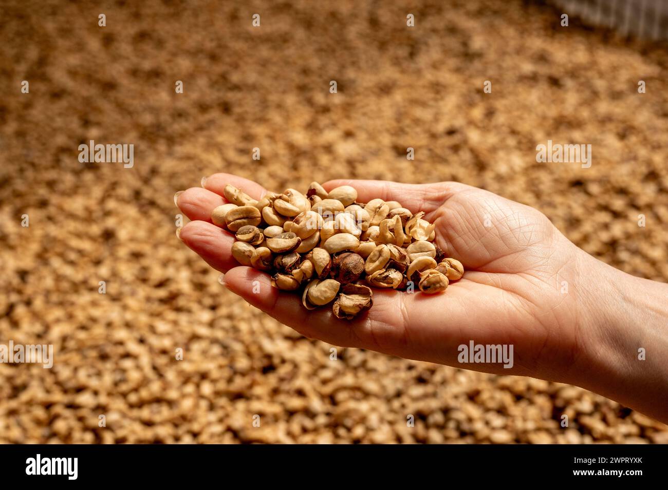 Hand of farmer showing coffee bean in sun dry process process coffee ...