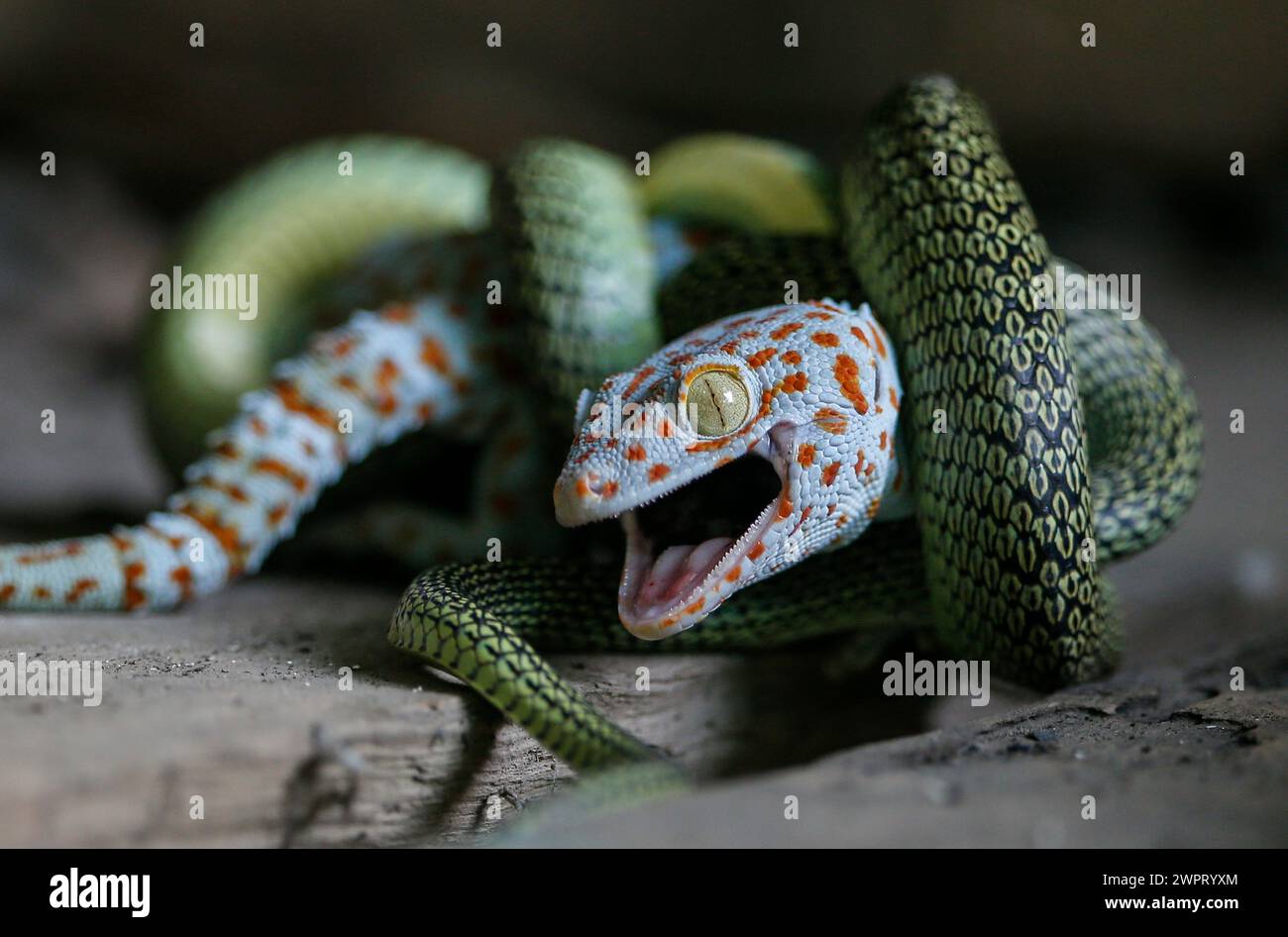 Nakhonsawan province hi-res stock photography and images - Alamy