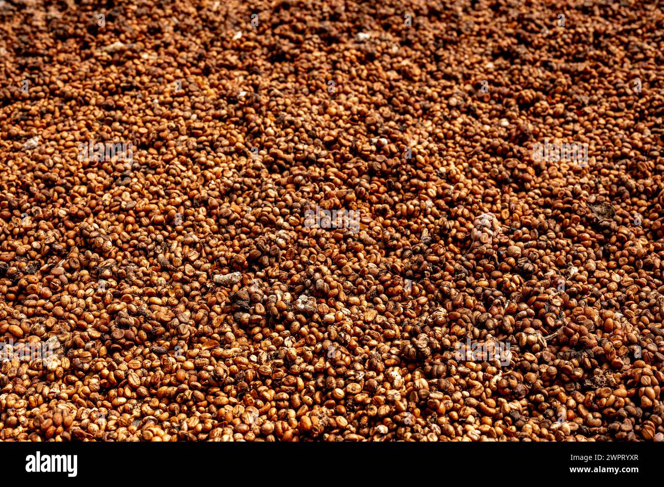 Luwak coffee production process. full frame Sun drenched coffee beans ...