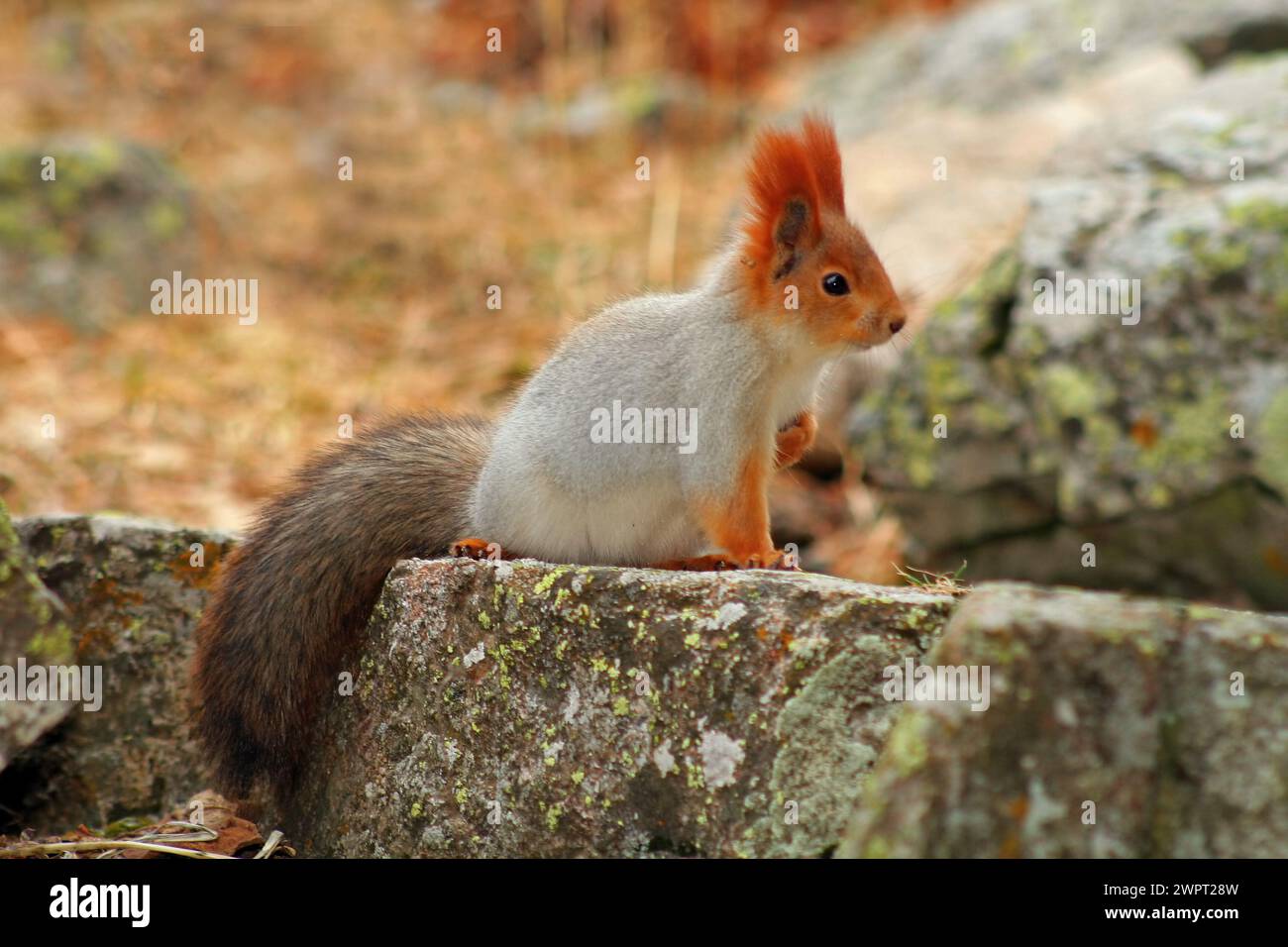 Beautiful eurasian red squirrel hi-res stock photography and images - Alamy