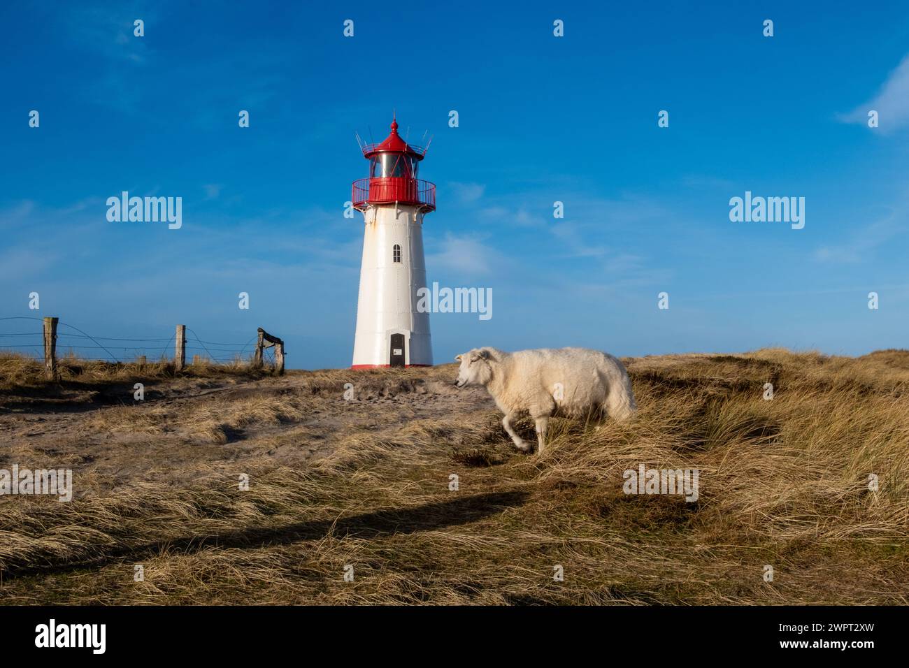 Lighthouse List Ost with single sheep, Ellenbogen, Sylt, Germany Stock ...