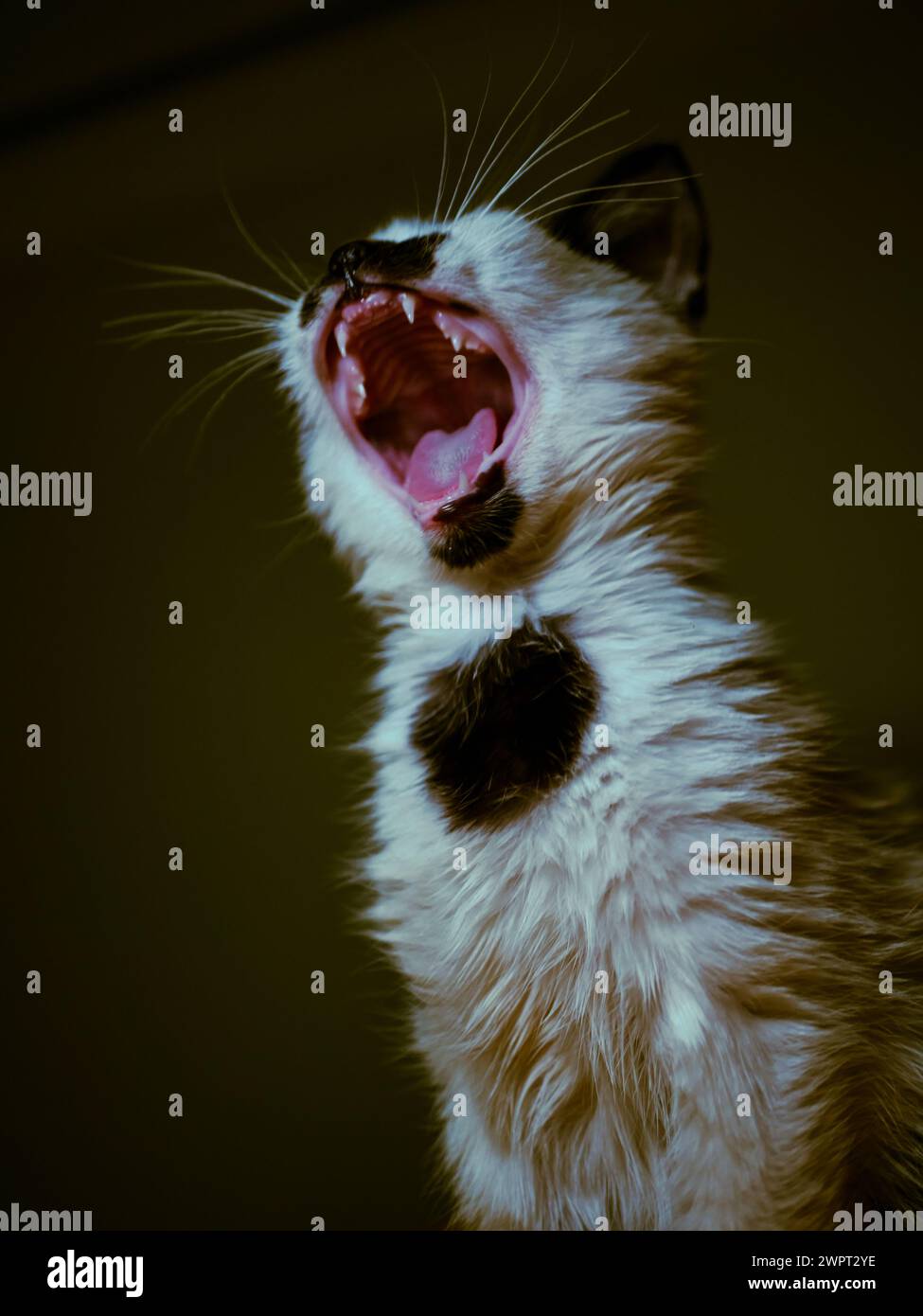 Cat in chilling Stock Photo - Alamy