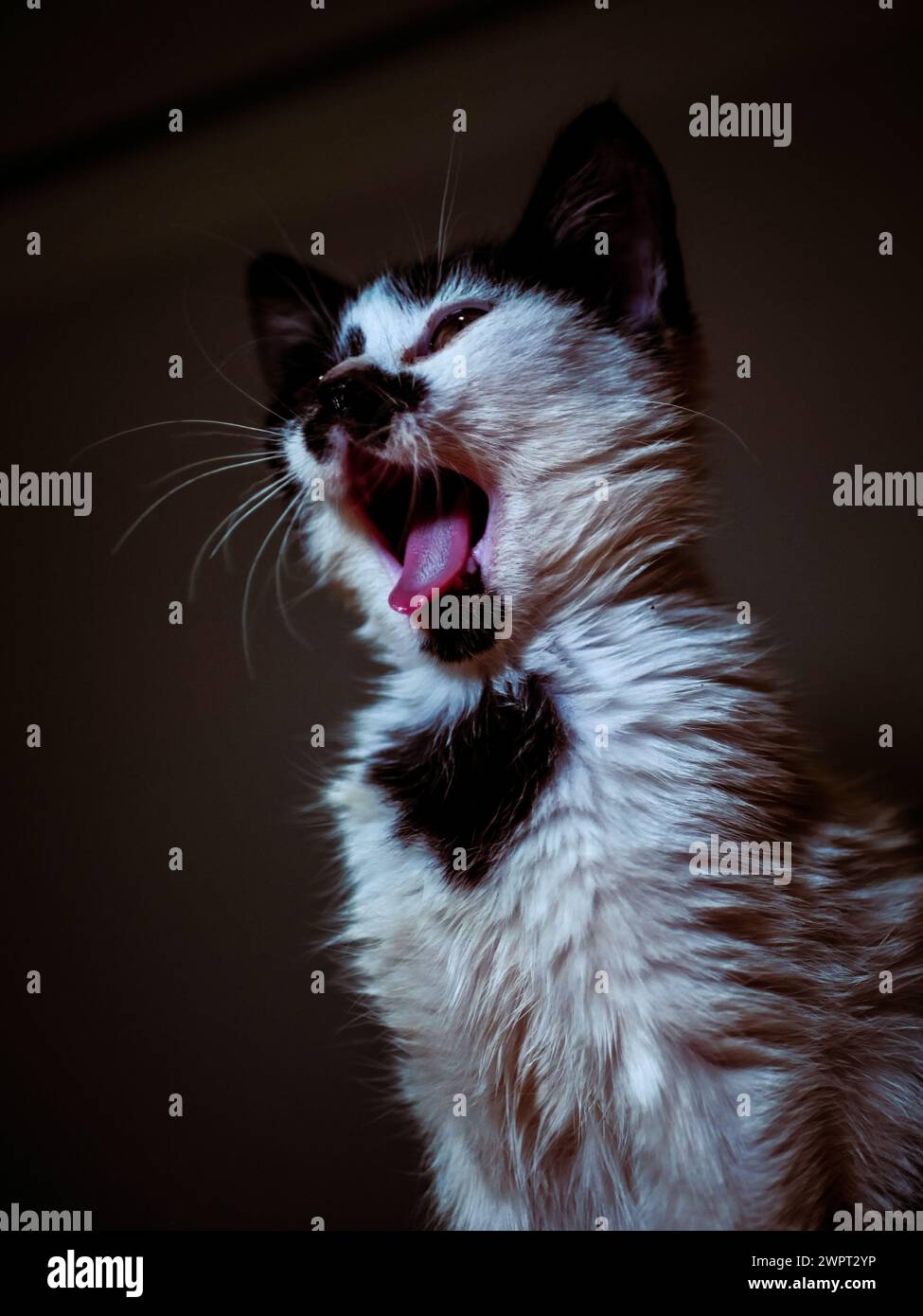 Cat in chilling Stock Photo - Alamy