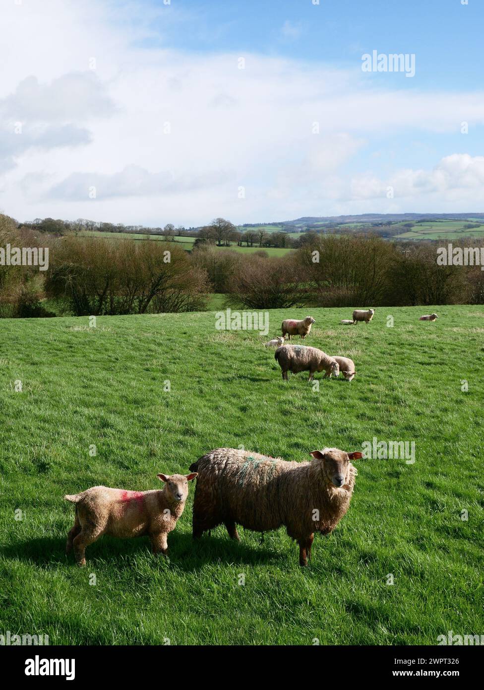 Sheep and lamb in farm field in rural Mid Devon, UK Stock Photo - Alamy