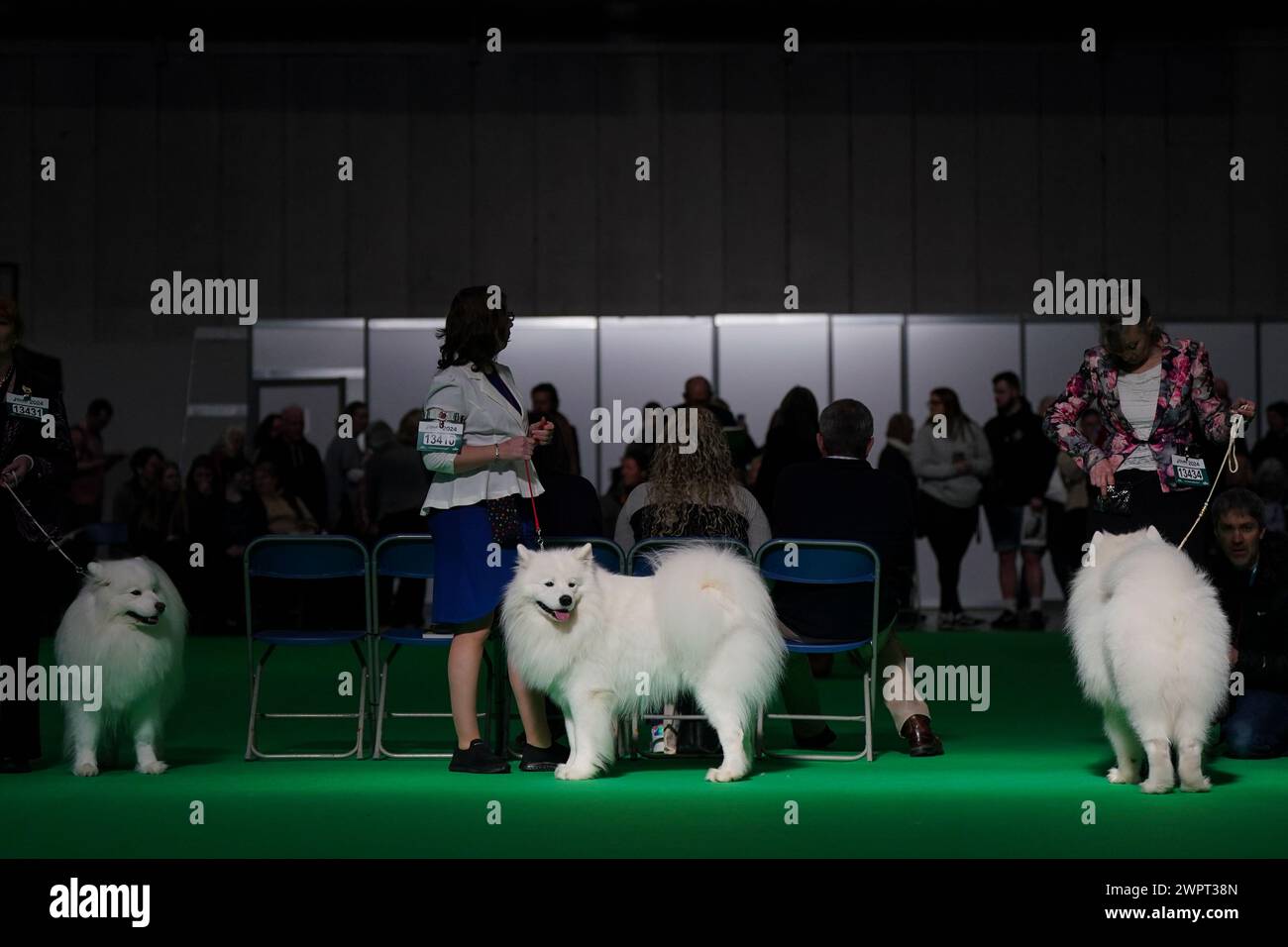 Handlers and their Samoyed in the show ring on day three at the Crufts ...