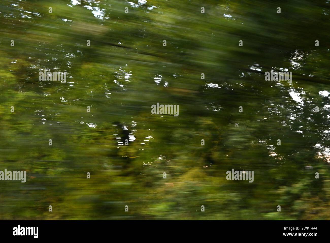 trees and motion Stock Photo - Alamy
