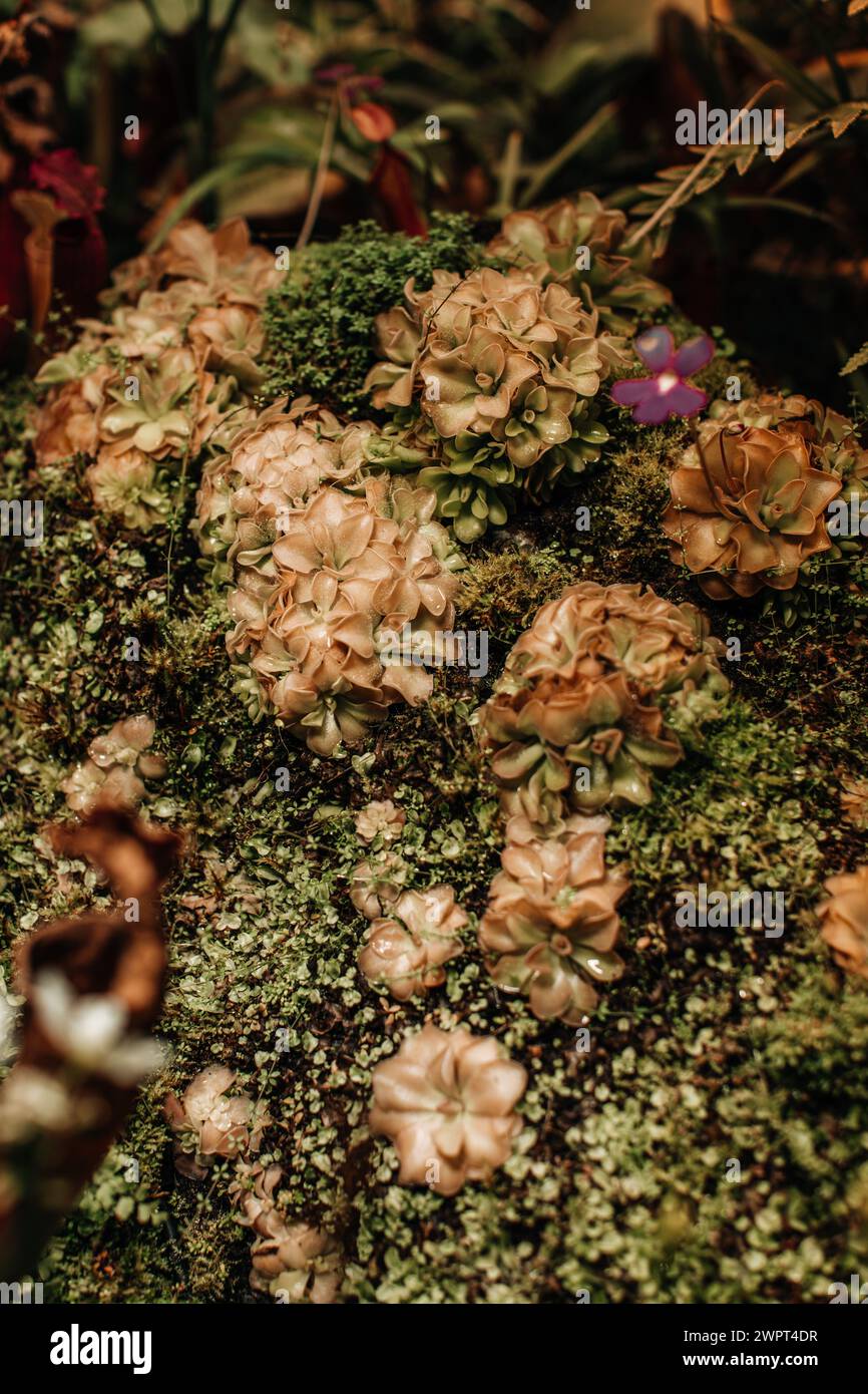 Weird interesting flowers and plants growing in nature. Natural exotic ...