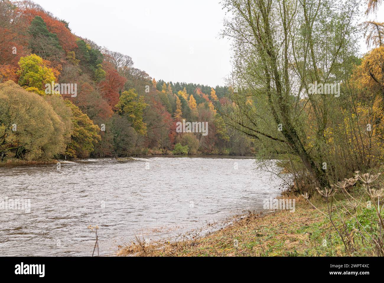 Woodland in autumn colours alongside the river Teviot in the Scottish ...