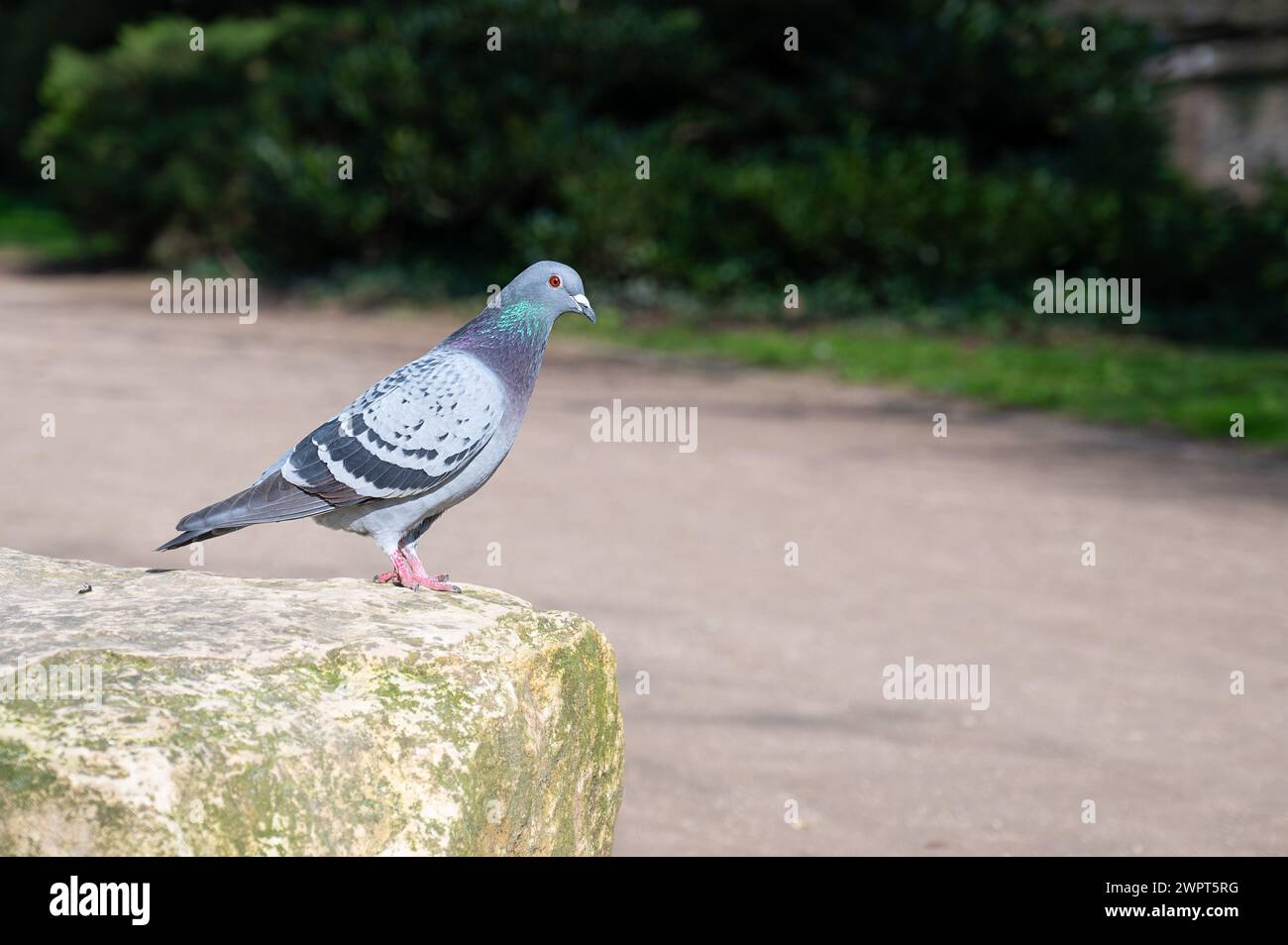 Feral Pigeon sitting on a stone in a city park, wild bird in nature ...