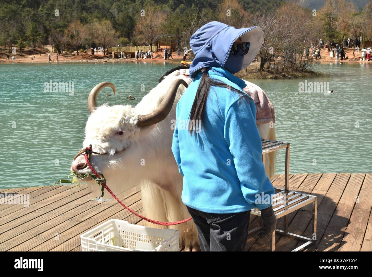 Lijiang China March, 6 2024 : white yak for tourist riding and photo at ...