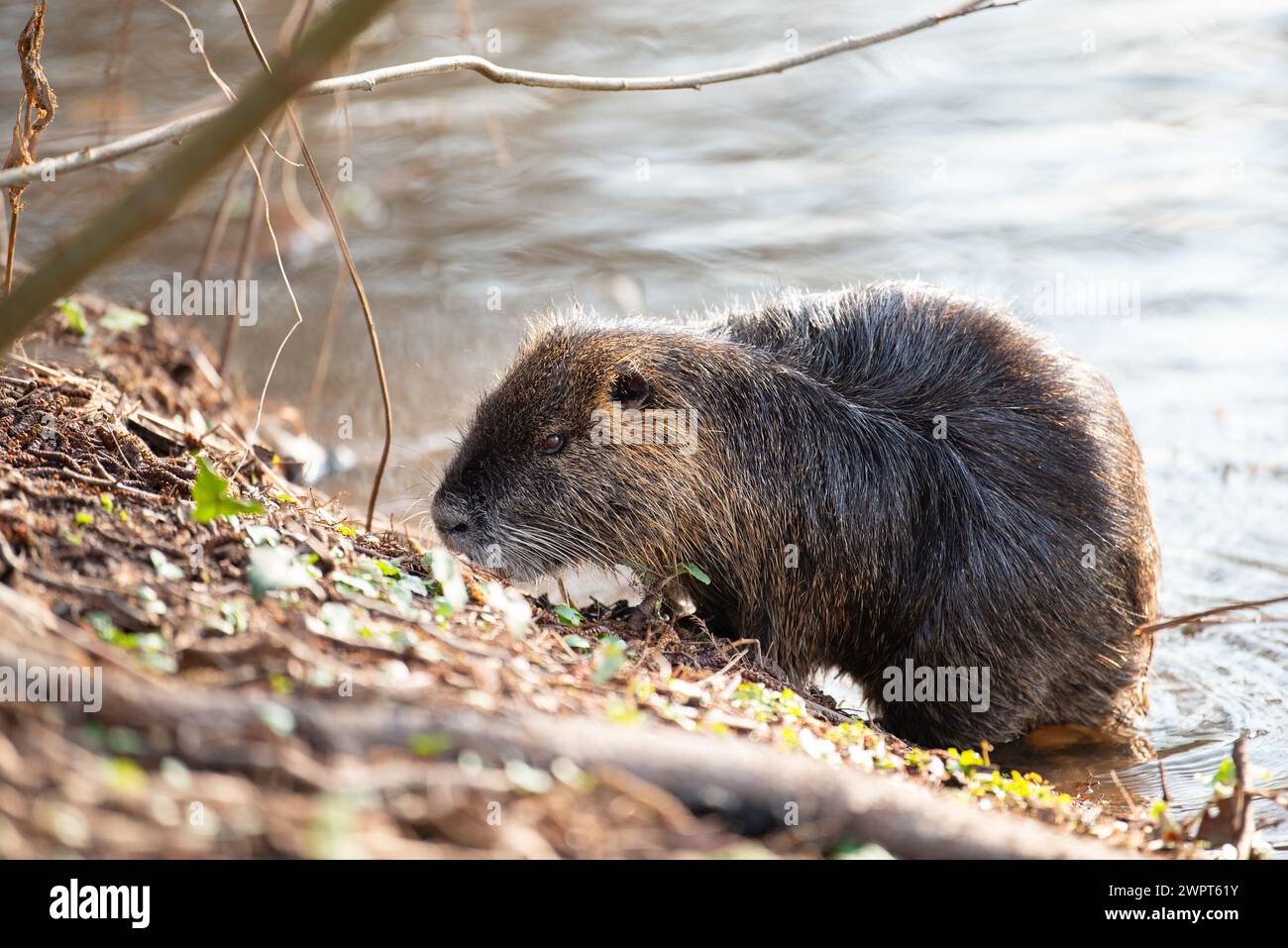 Nutria, coypu herbivorous, semiaquatic rodent member of the family ...