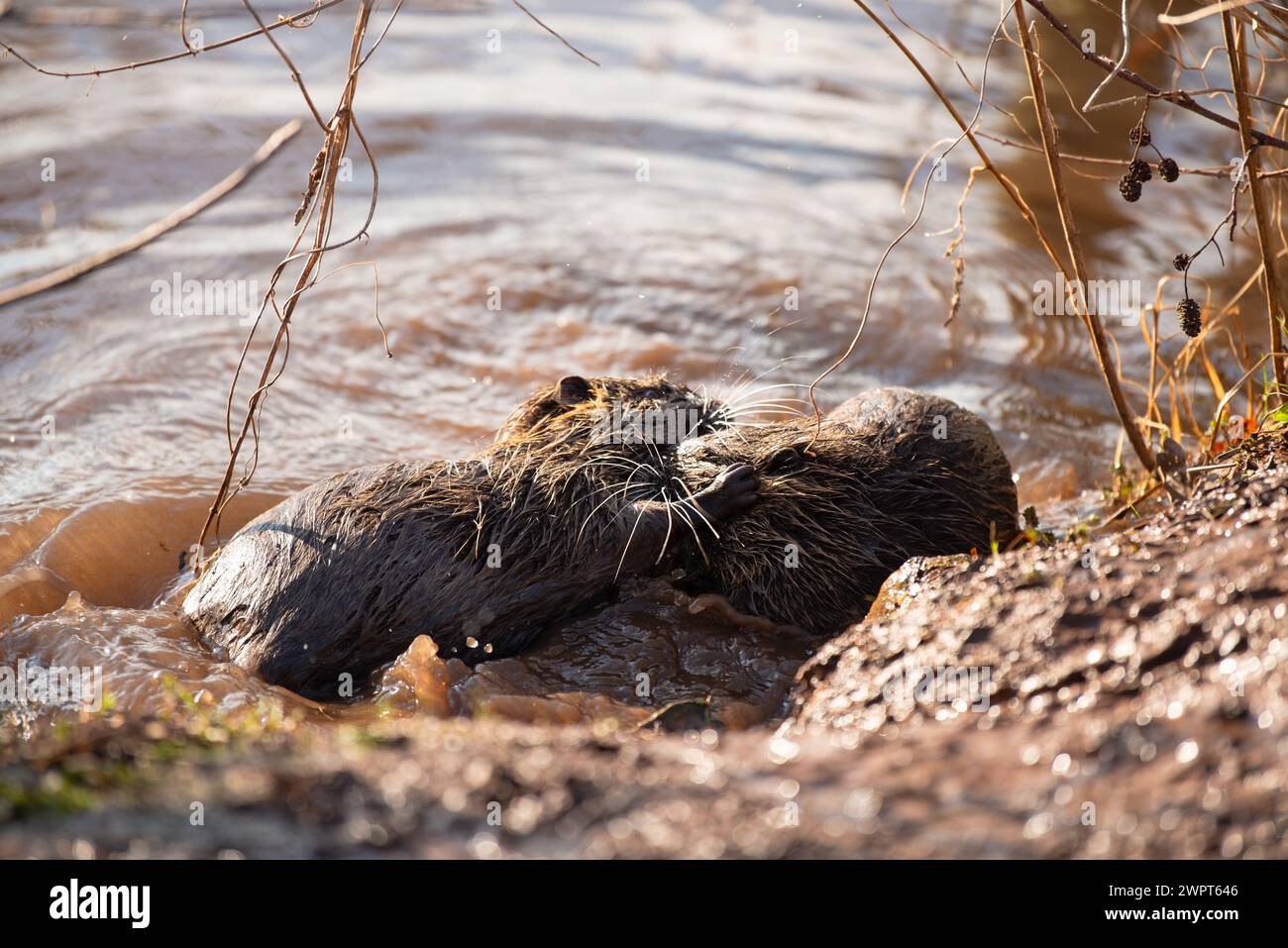 Nutria, coypu herbivorous, semiaquatic rodent member of the family ...