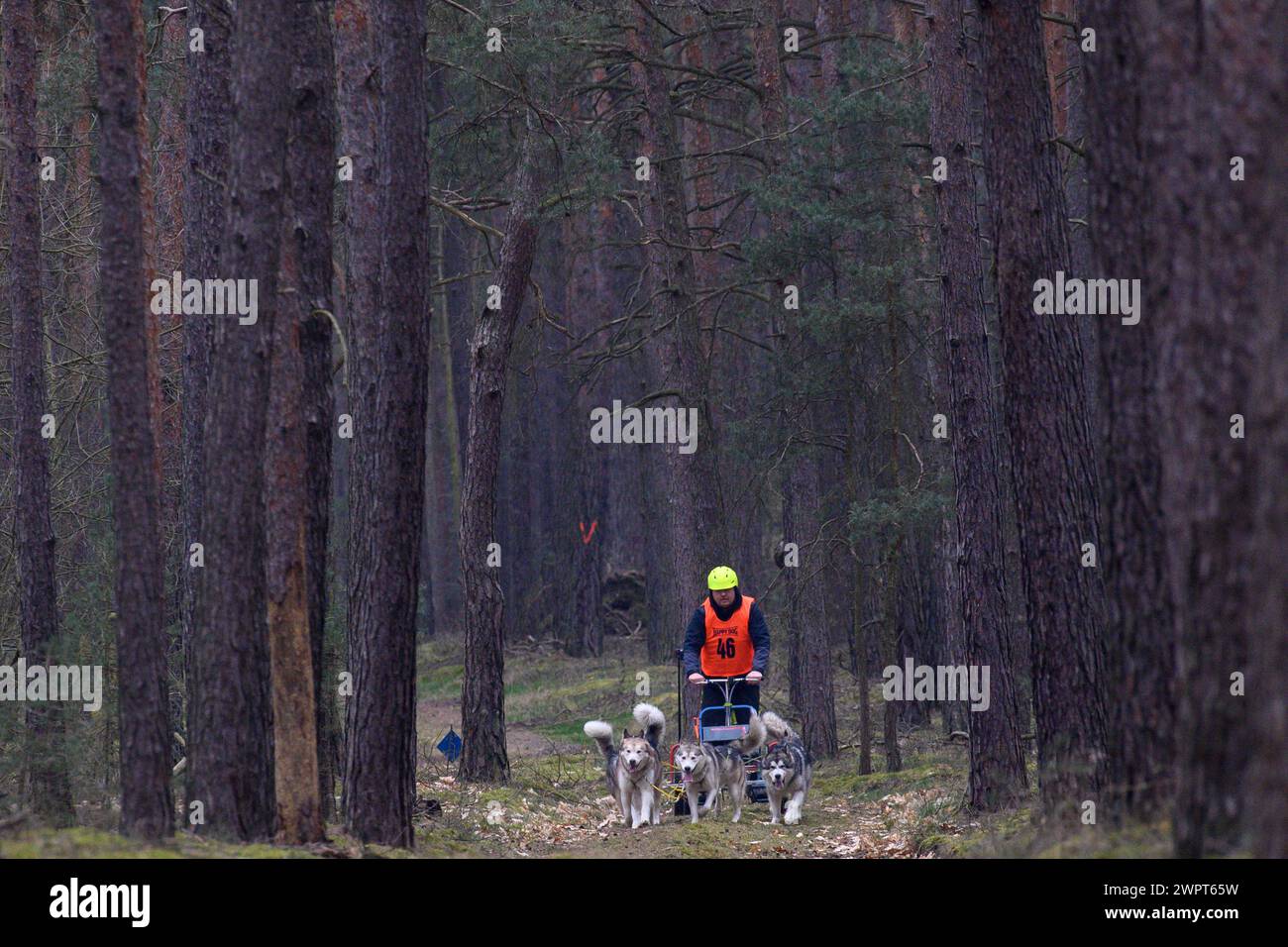 Musher drives dog sled hi-res stock photography and images - Alamy