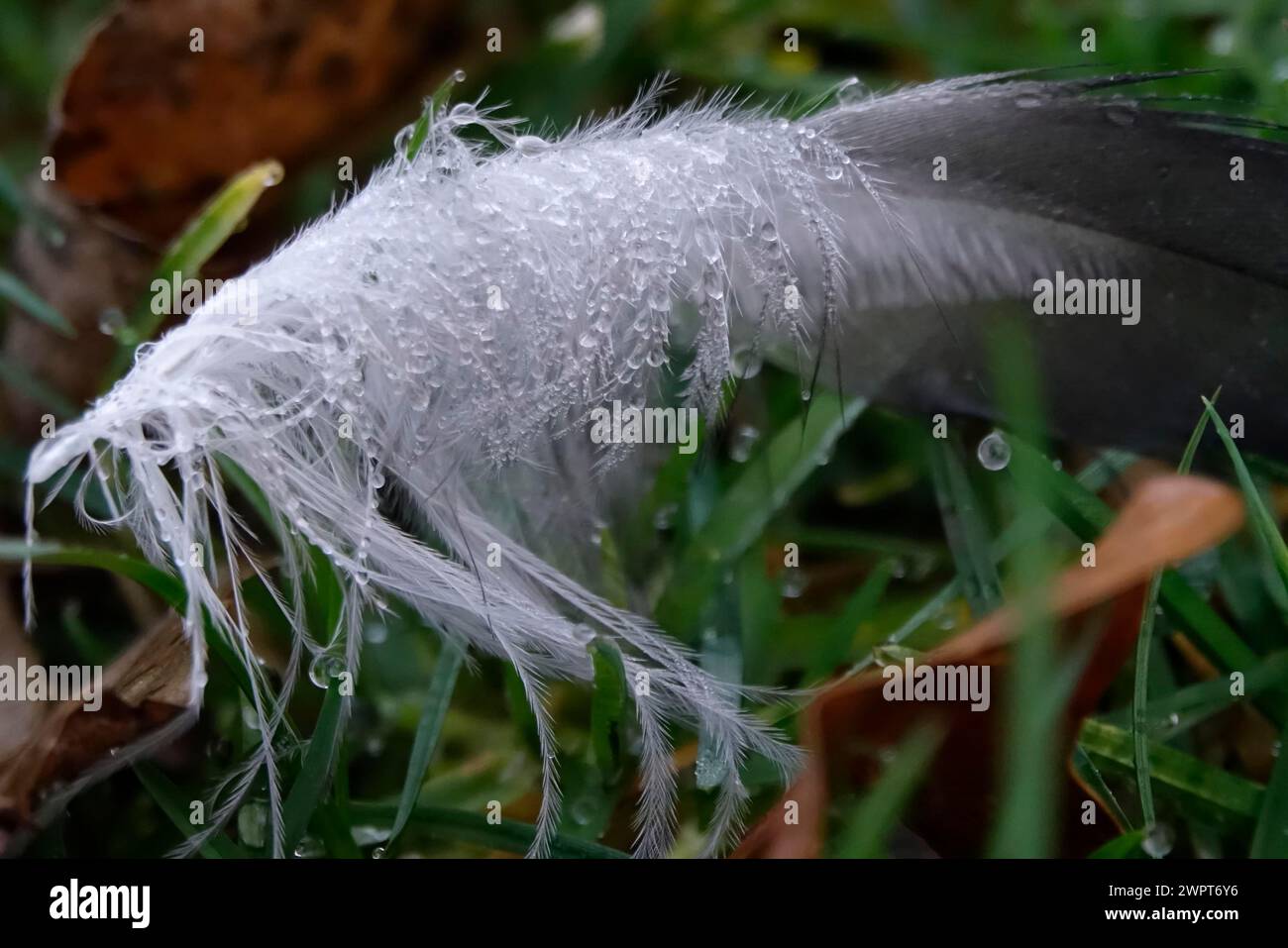 Bird feather in the morning dew hi-res stock photography and images - Alamy