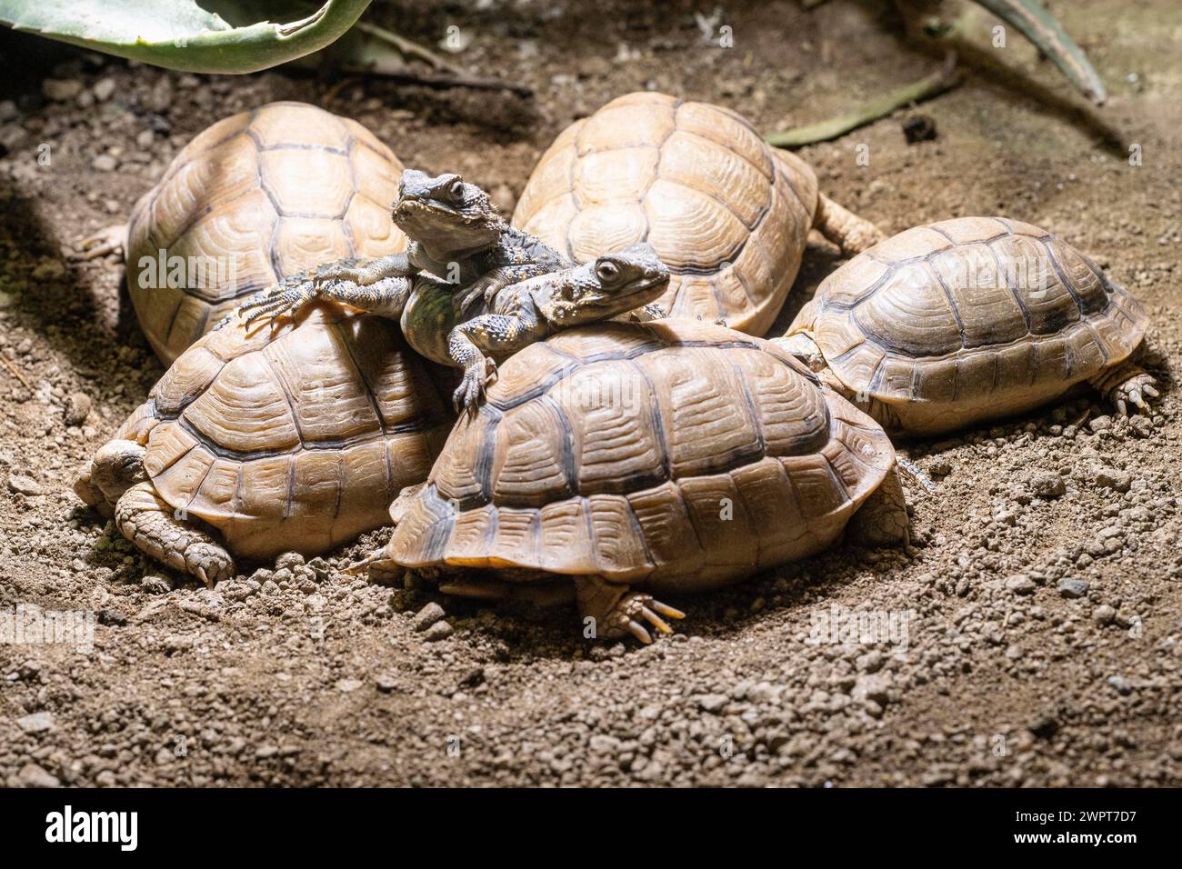 Egyptian tortoises hi-res stock photography and images - Alamy