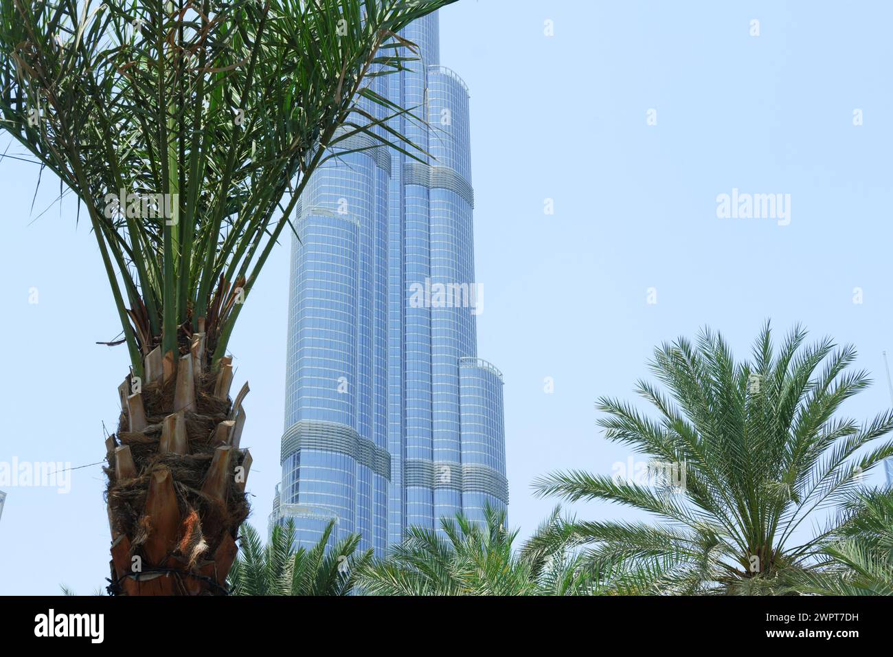 The iconic Burj Khalifa looms over lush palm trees against a clear blue ...