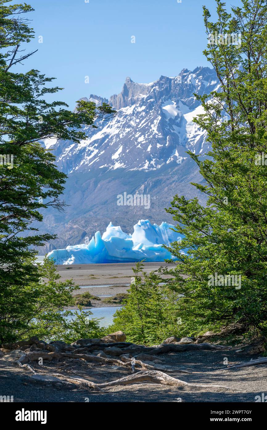 Riverside forest with view of iceberg on Lago Grey, Torres del Paine ...