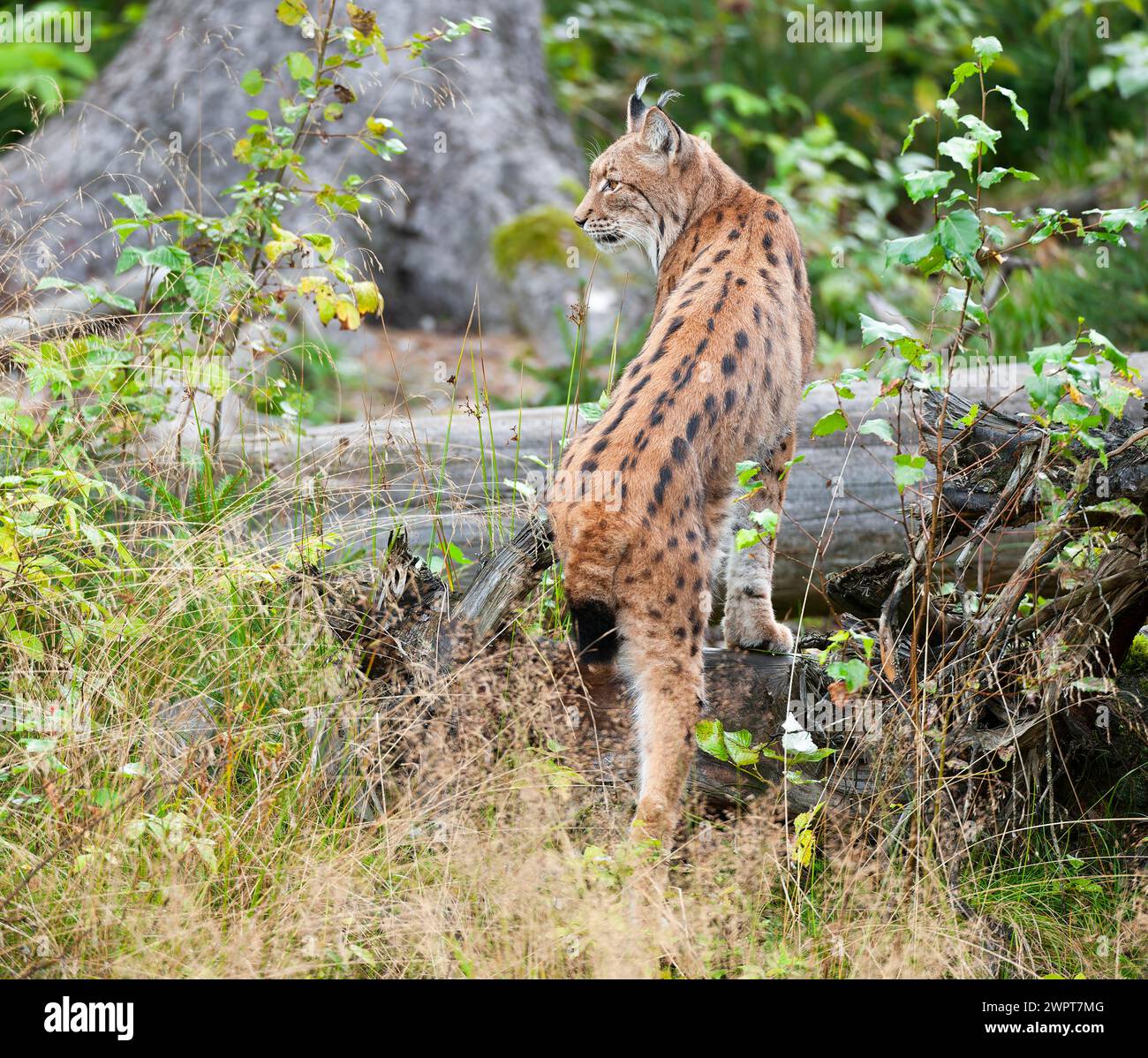 Eurasian lynx (Lynx lynx) walking through its territory, captive ...