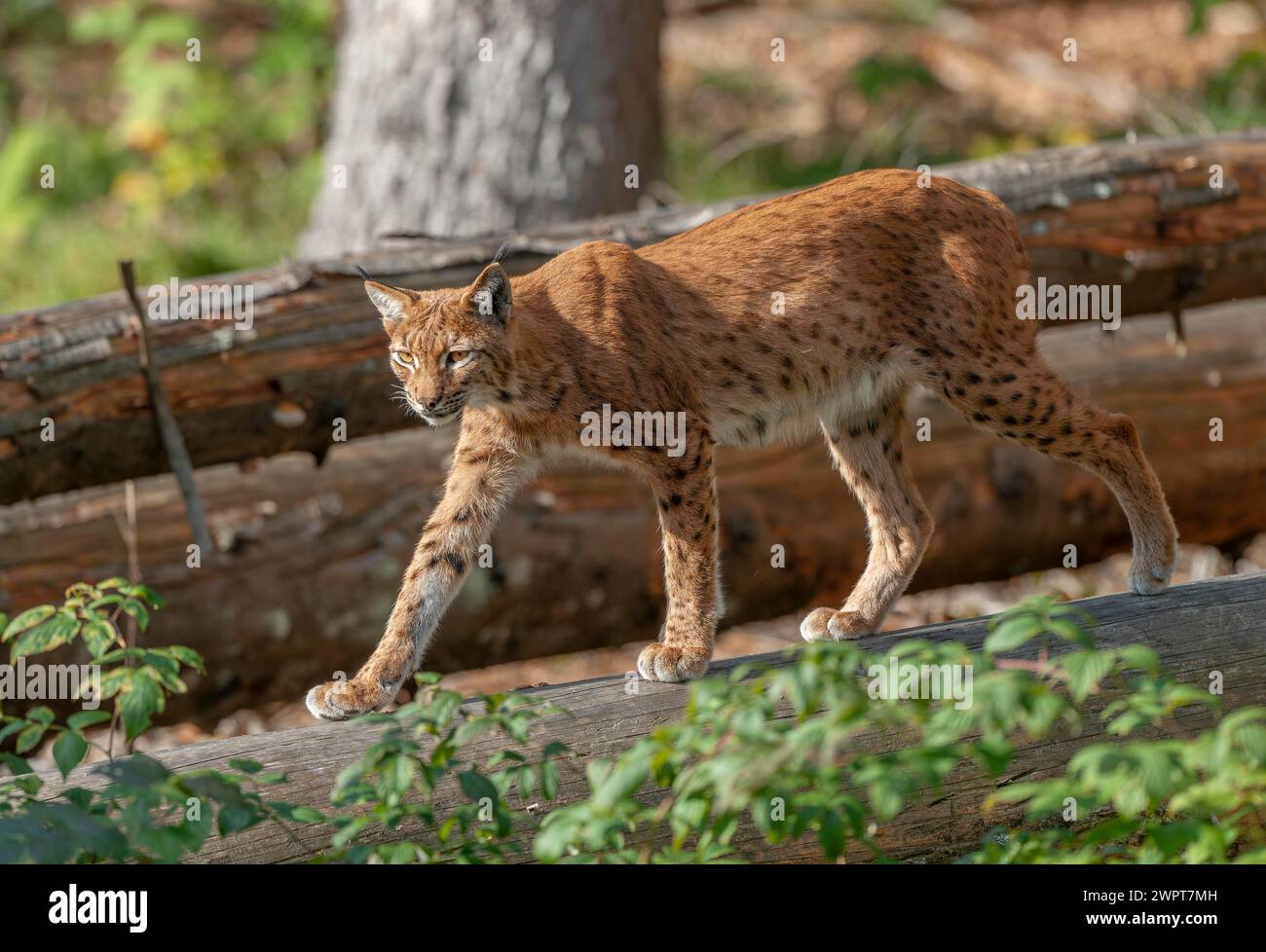 Eurasian lynx (Lynx lynx) walking through its territory, captive ...