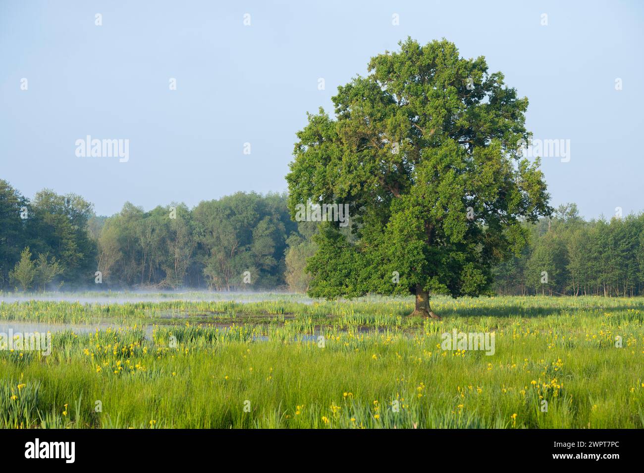 Wetland, wet meadow, marsh iris (Iris pseudacorus) flowering, English ...