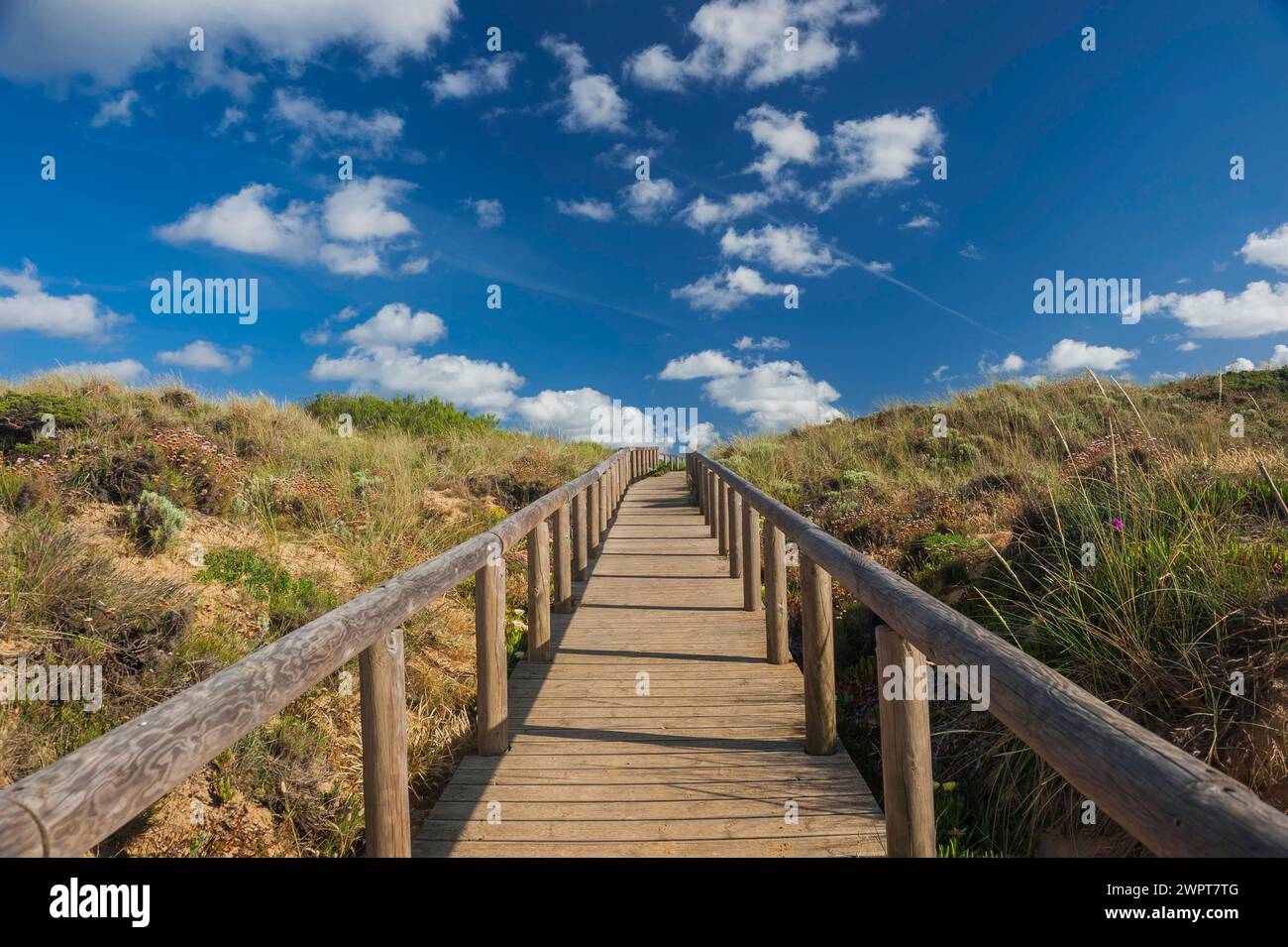 Path through the dune landscape, wooden walkway, environmental ...