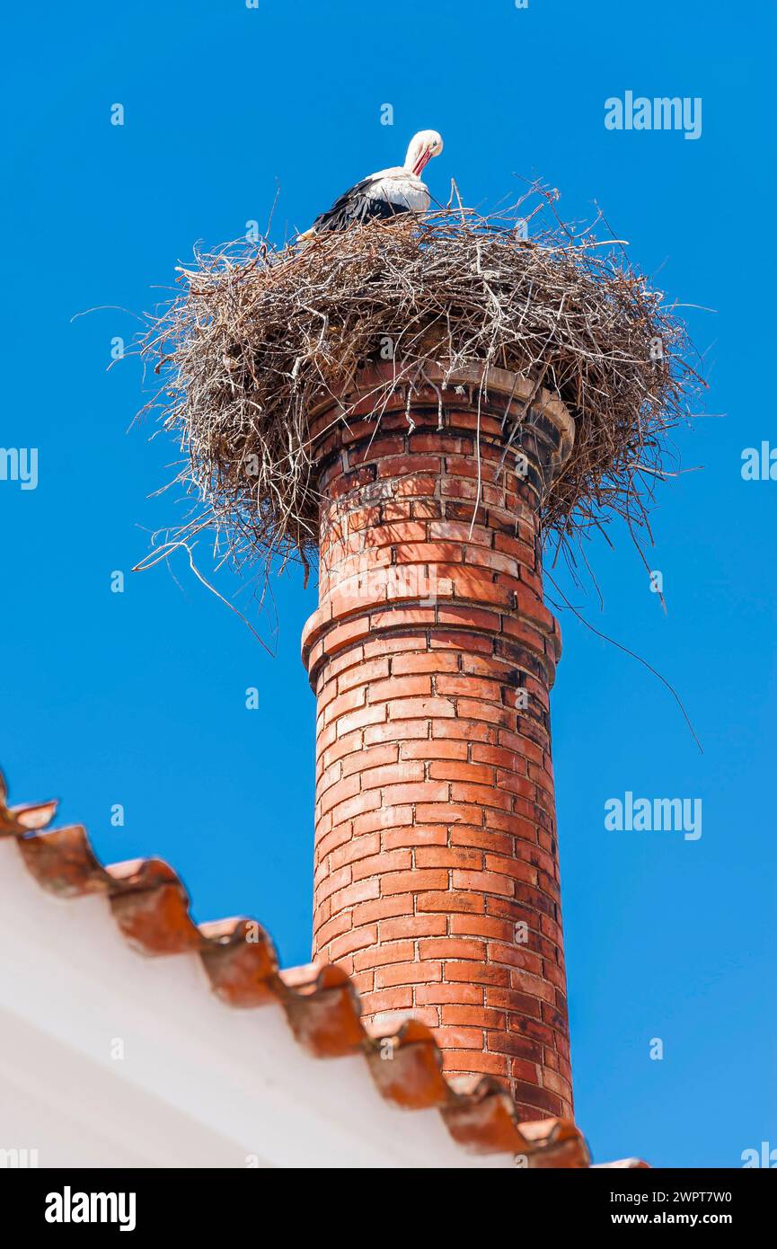 Stork with nest on a chimney, bird, bird's nest, nest, nest building ...