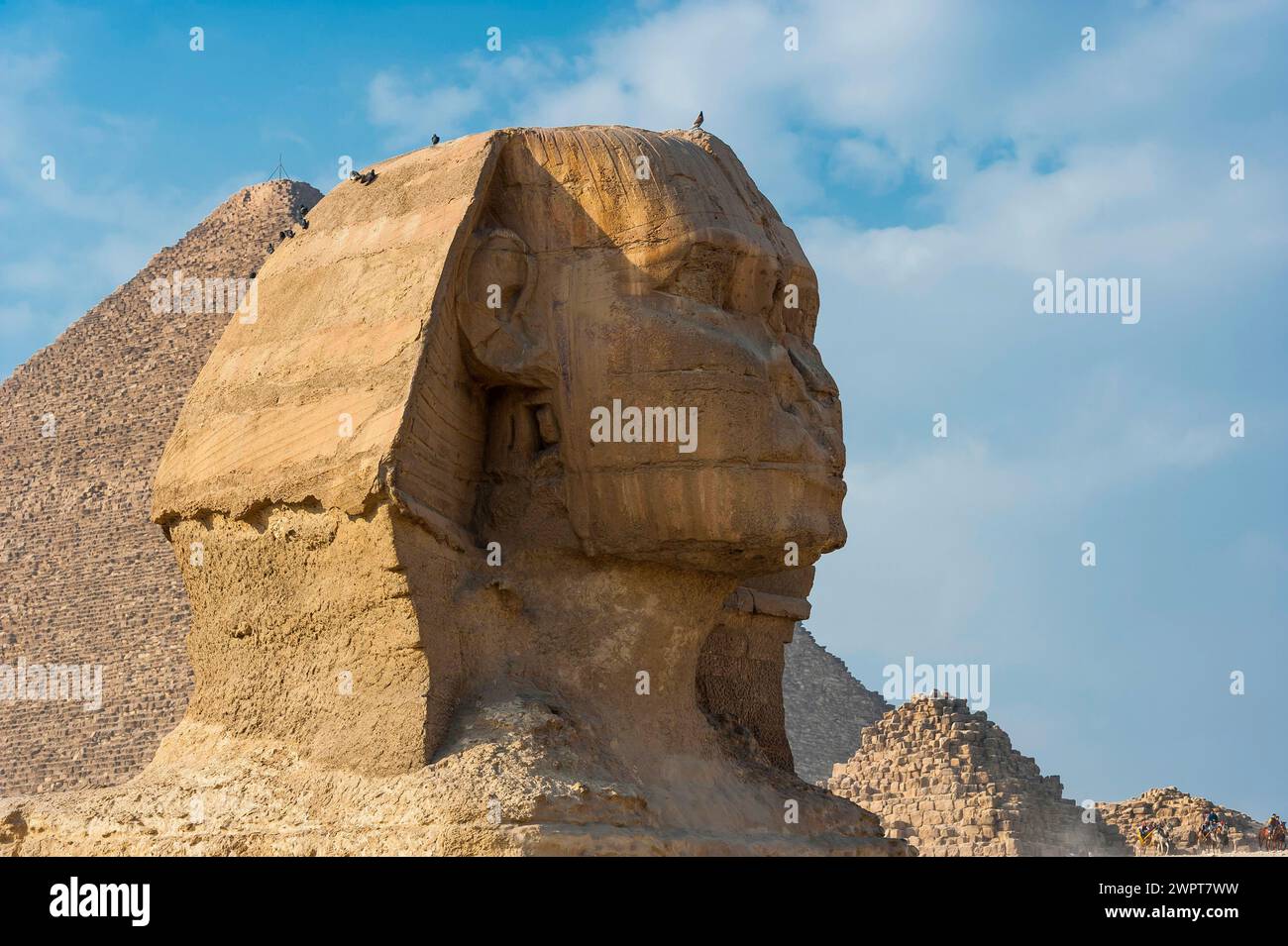 Sphinx of Giza, desert, wonder of the world, building, sculpture ...
