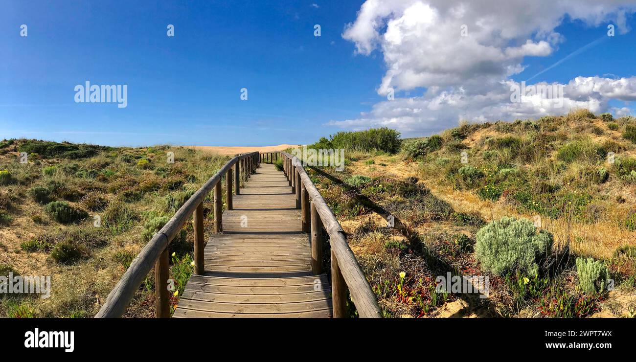 Walkway through the dune landscape, dune, beach, summer holiday ...