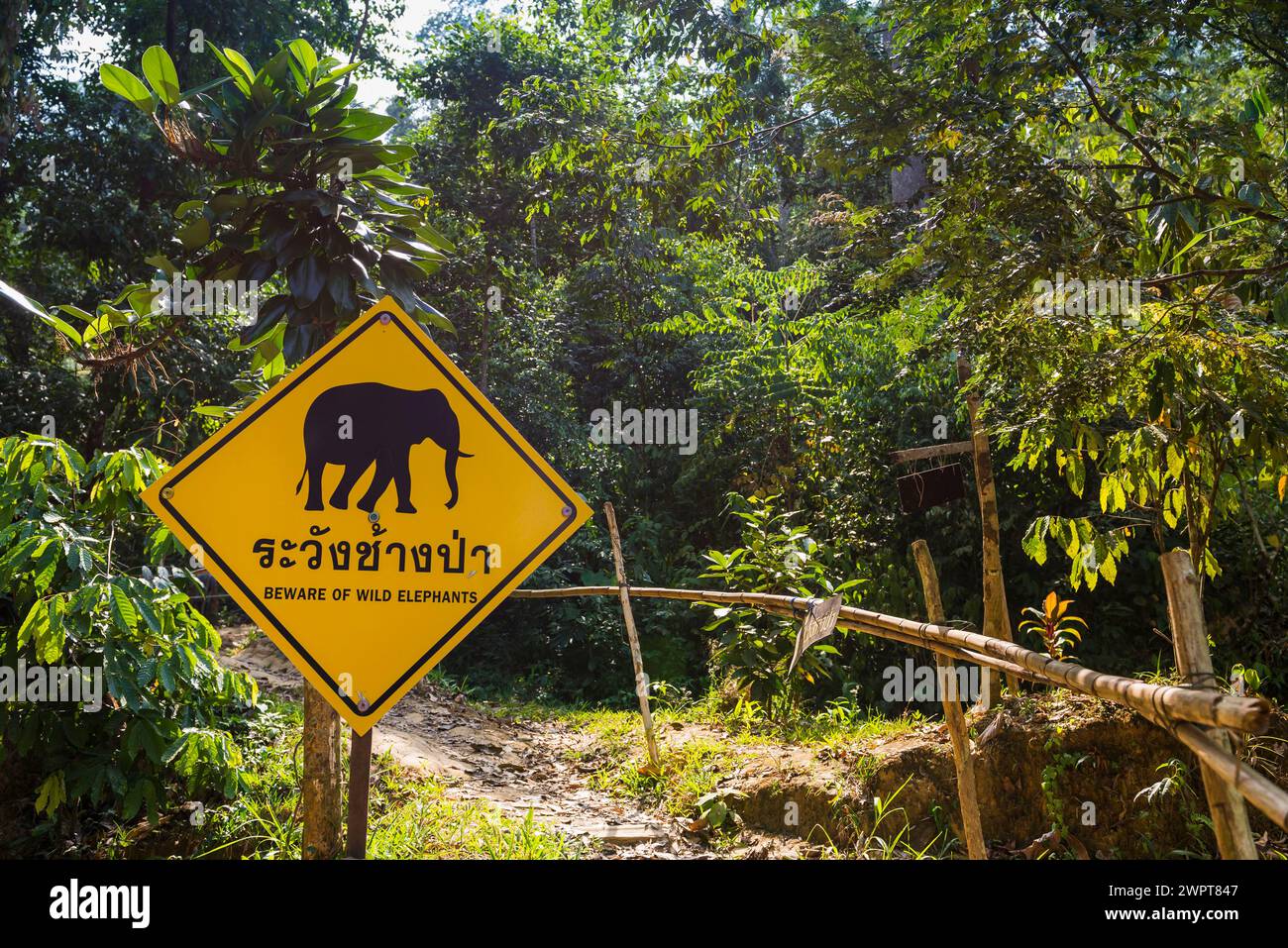 Beware of elephants in the rainforest in Khao Sok National Park ...