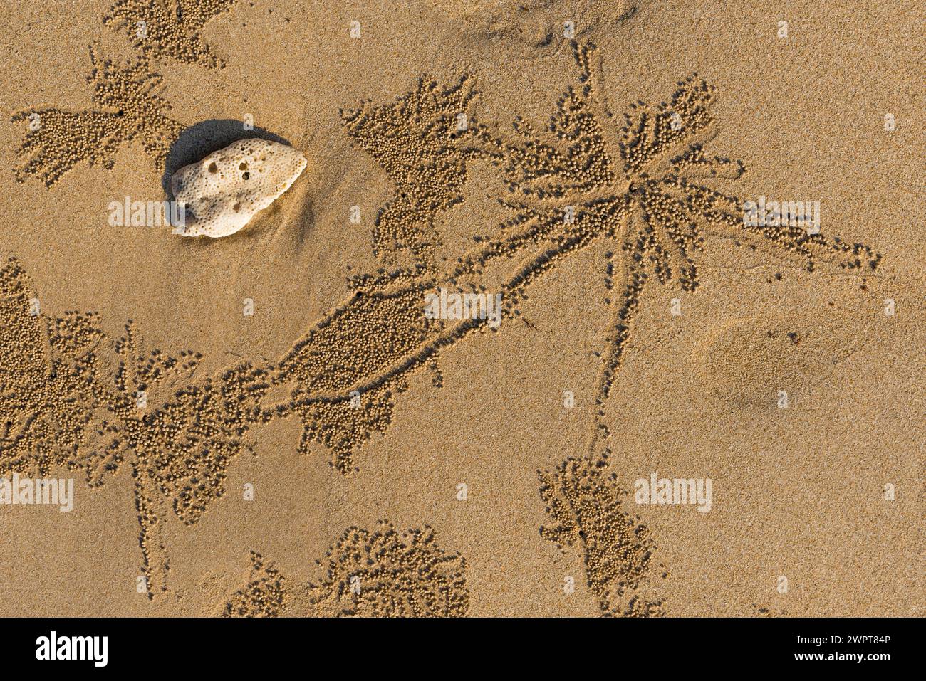 Sandworms form patterns on the beach of Khao Lak, beach, pattern ...