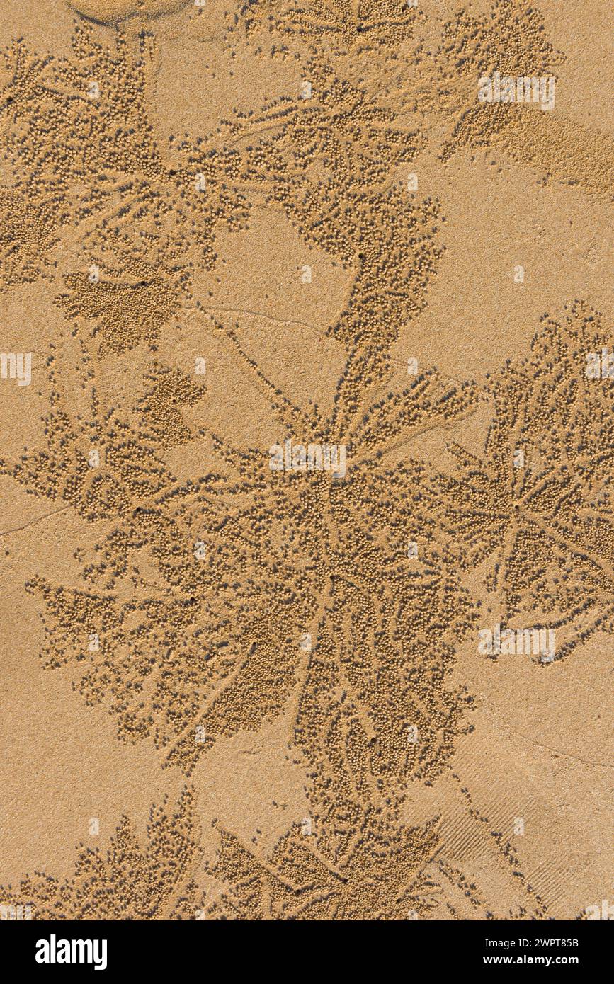 Sandworms form patterns on the beach of Khao Lak, beach, pattern ...